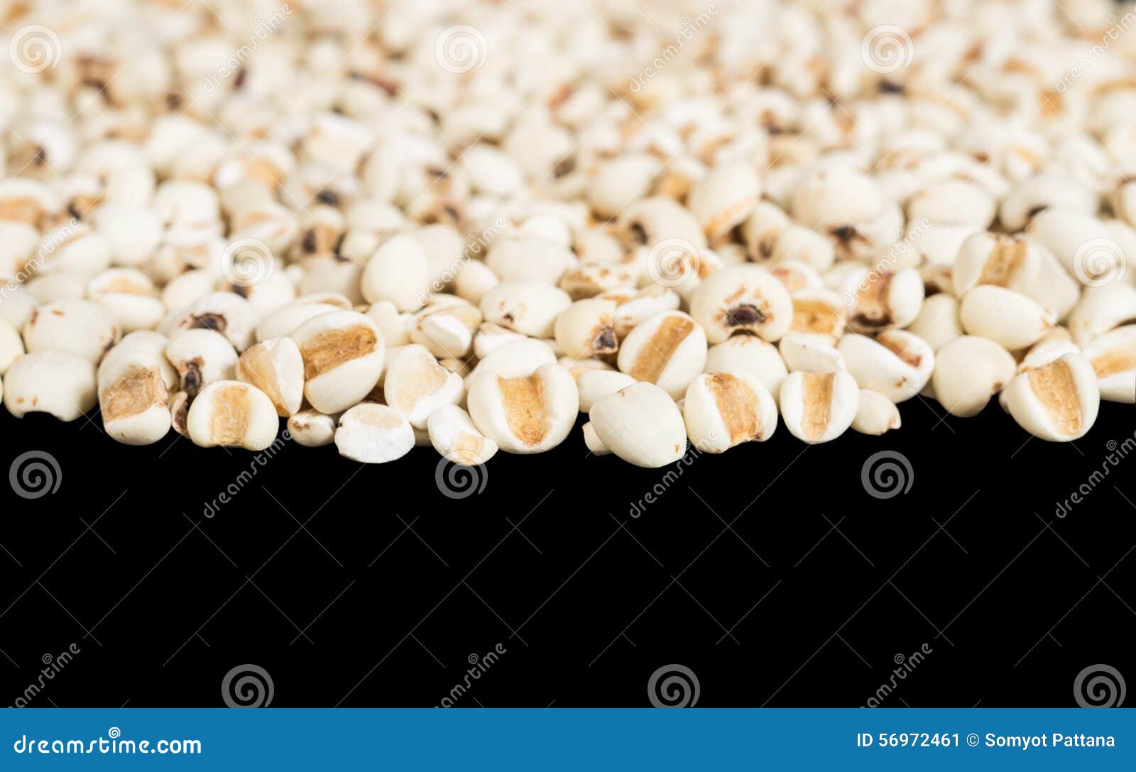 Job s tears seed stock image. Image of jobstears, black - 56972461