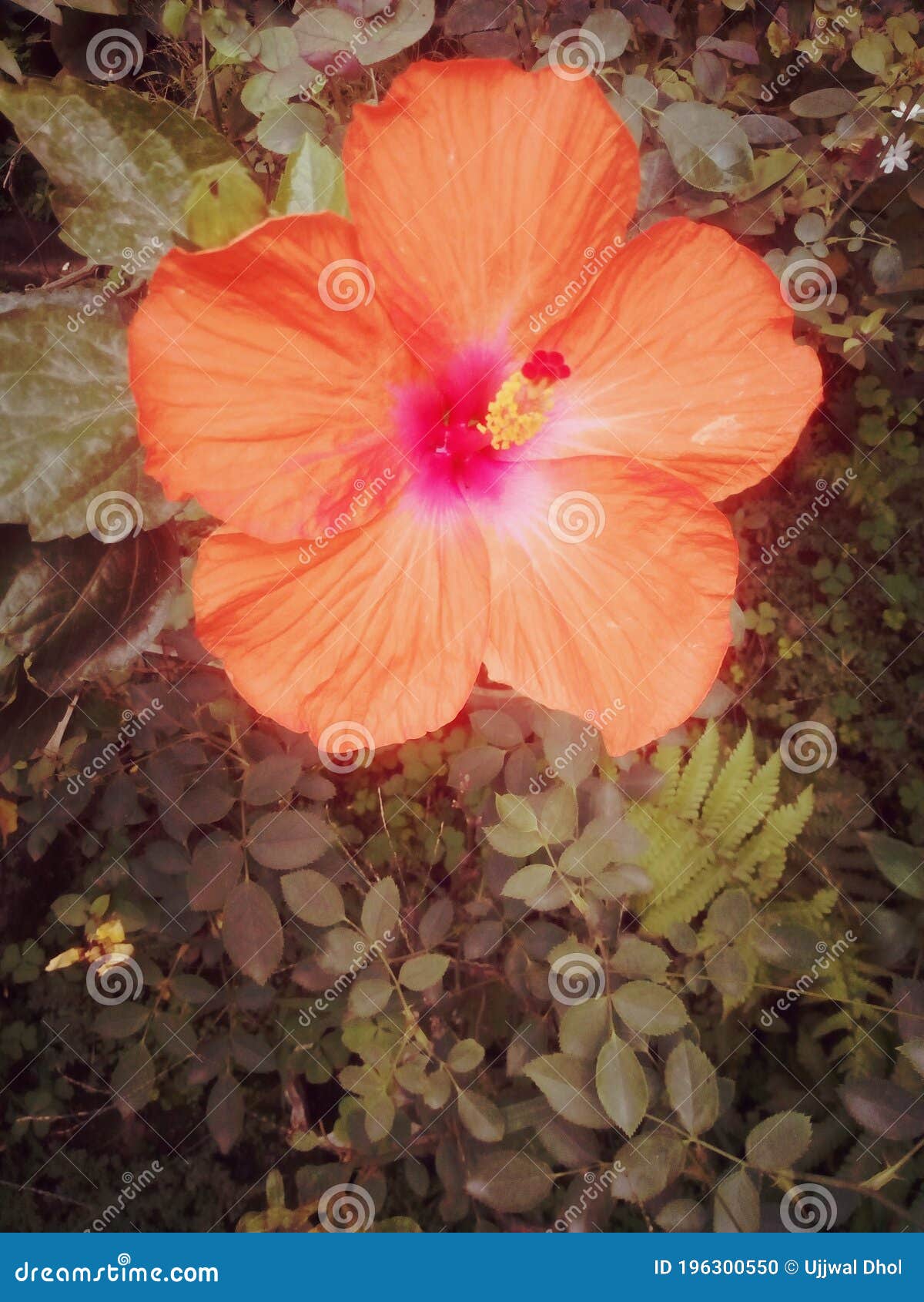 Joba Indian Flower Photos - Free & Royalty-Free Stock Photos from ...