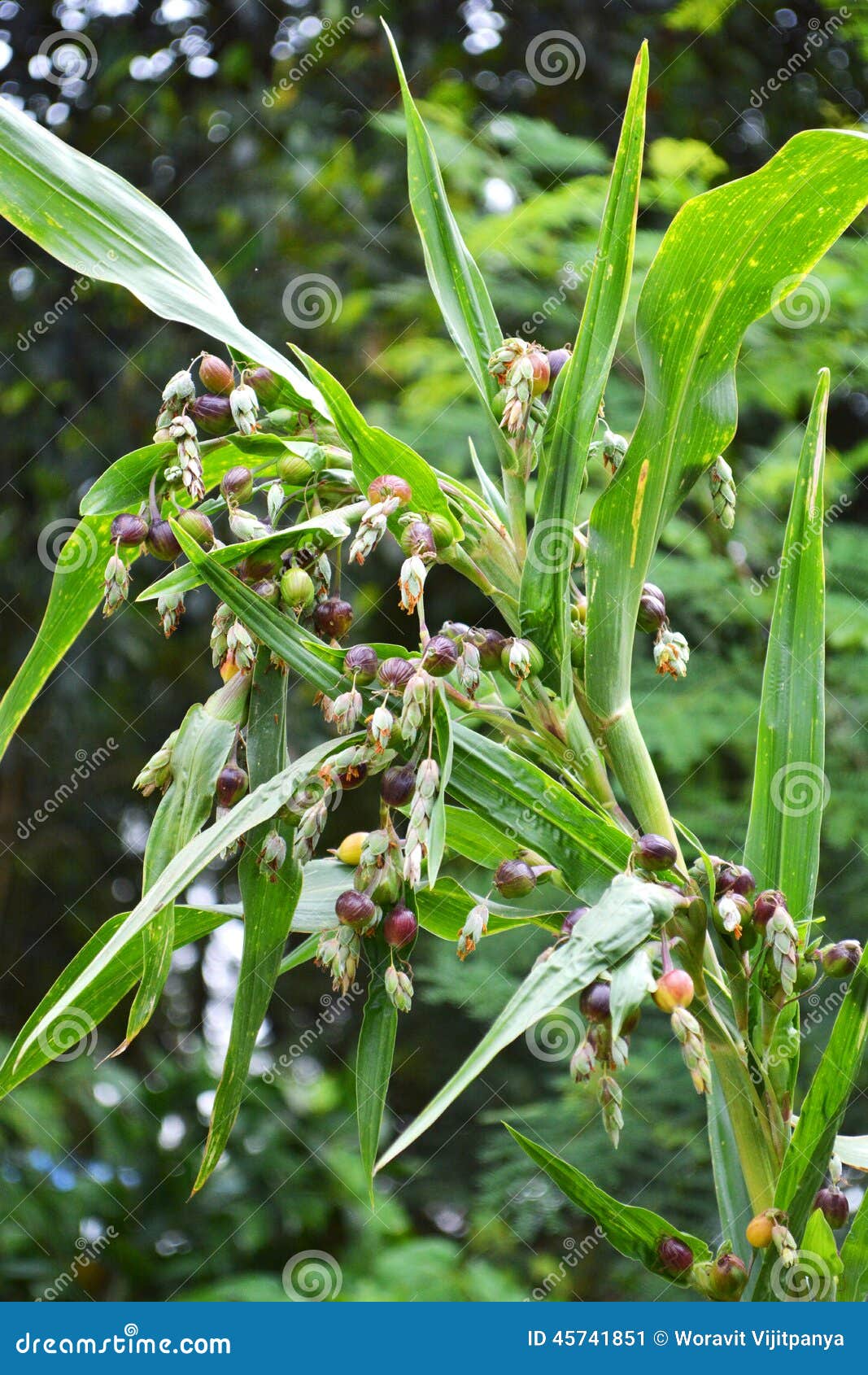 Jobs tears-coix seed stock image. Image of farming, coix - 45741851