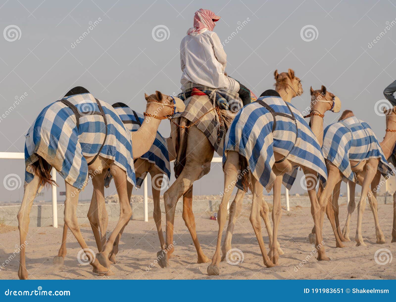 Jockeys Taking the Camels for Walk in the Race Tracks. Camel Race Stock ...