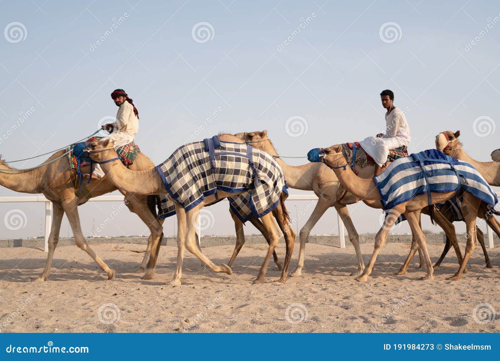 Jockeys Taking the Camels for Walk in the Race Tracks. Camel Race ...