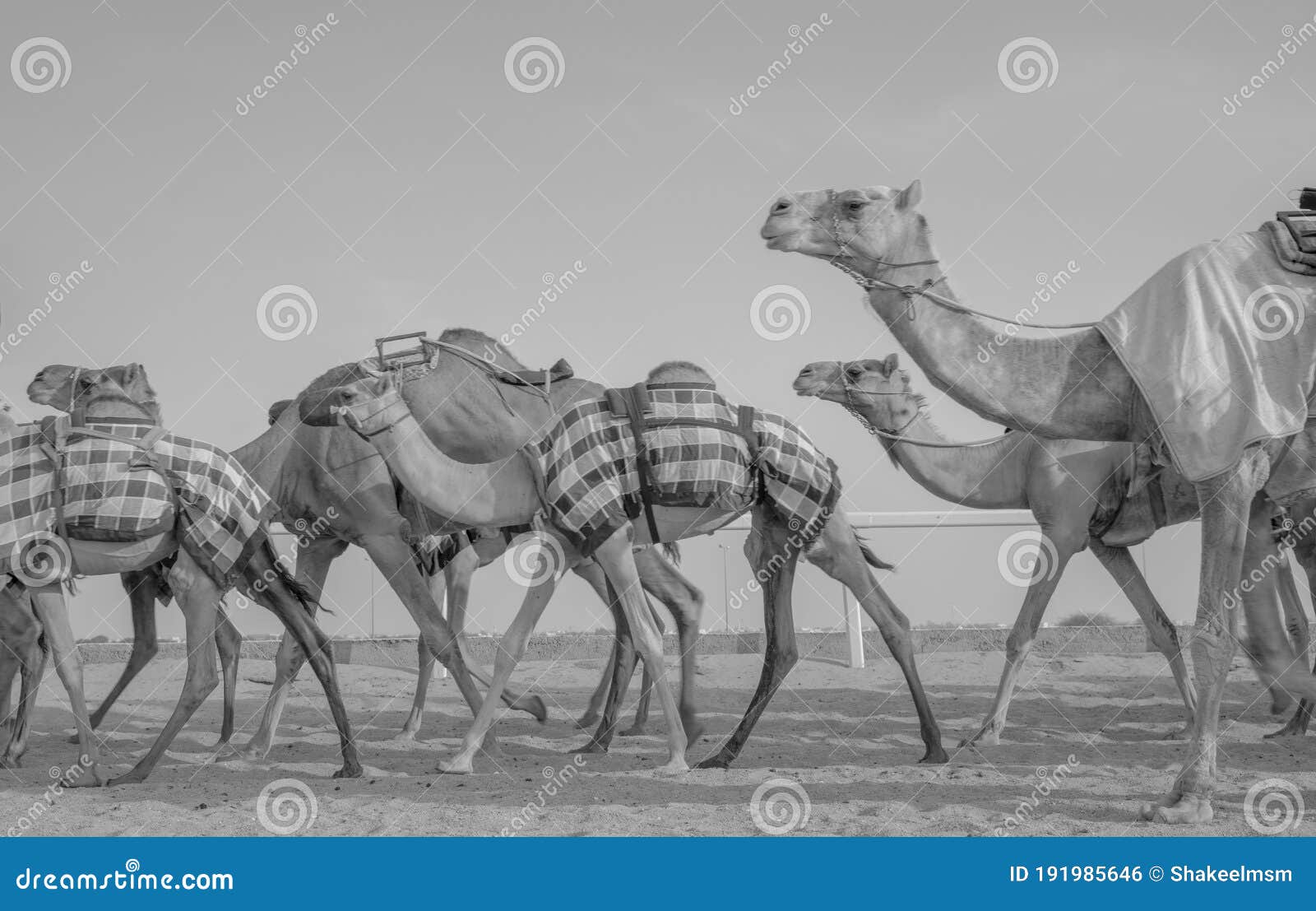 Jockeys Taking the Camels for Walk in the Race Tracks. Camel Race Stock ...