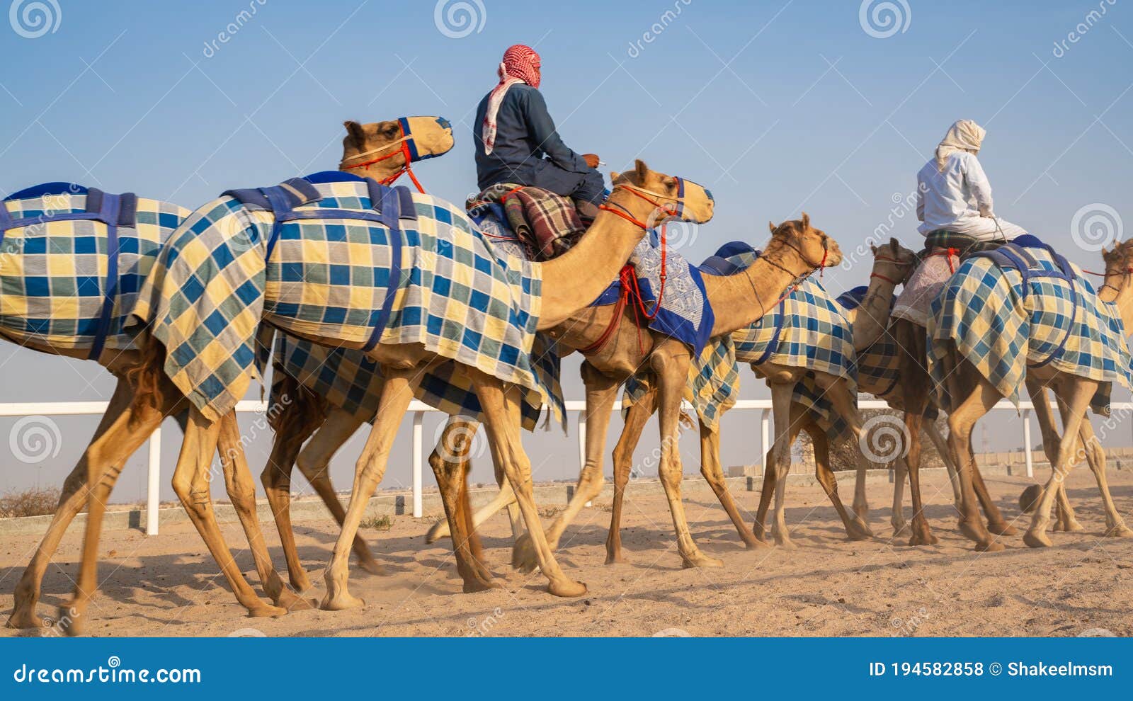 Jockeys Taking the Camels for Walk in the Race Tracks. Camel Race Stock ...