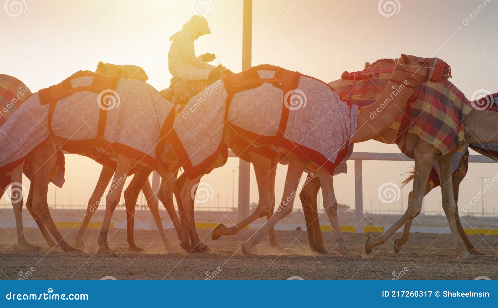Jockeys Taking the Camels for Walk in the Race Tracks Editorial ...