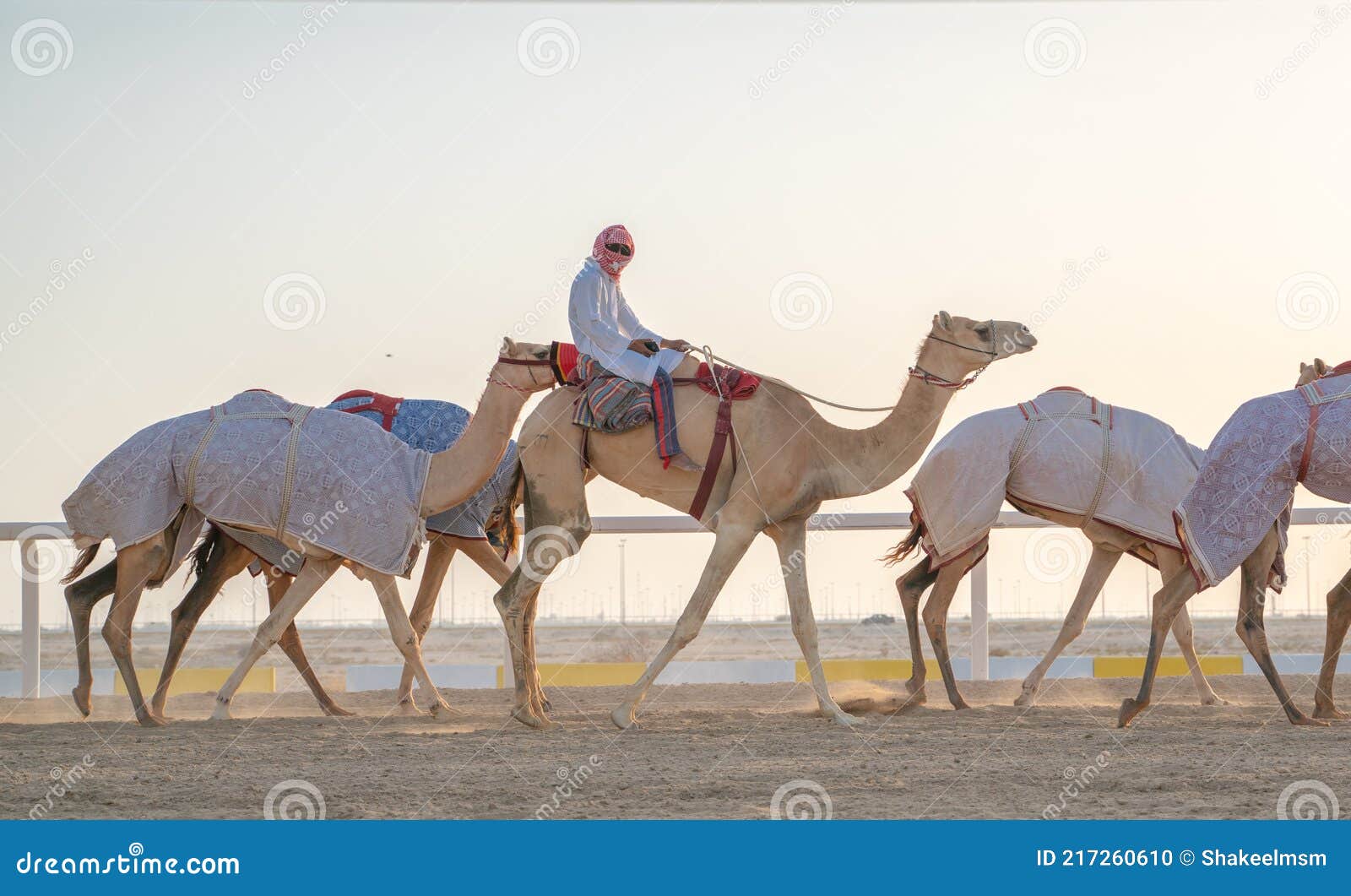 Jockeys Taking the Camels for Walk in the Race Tracks Editorial Image ...