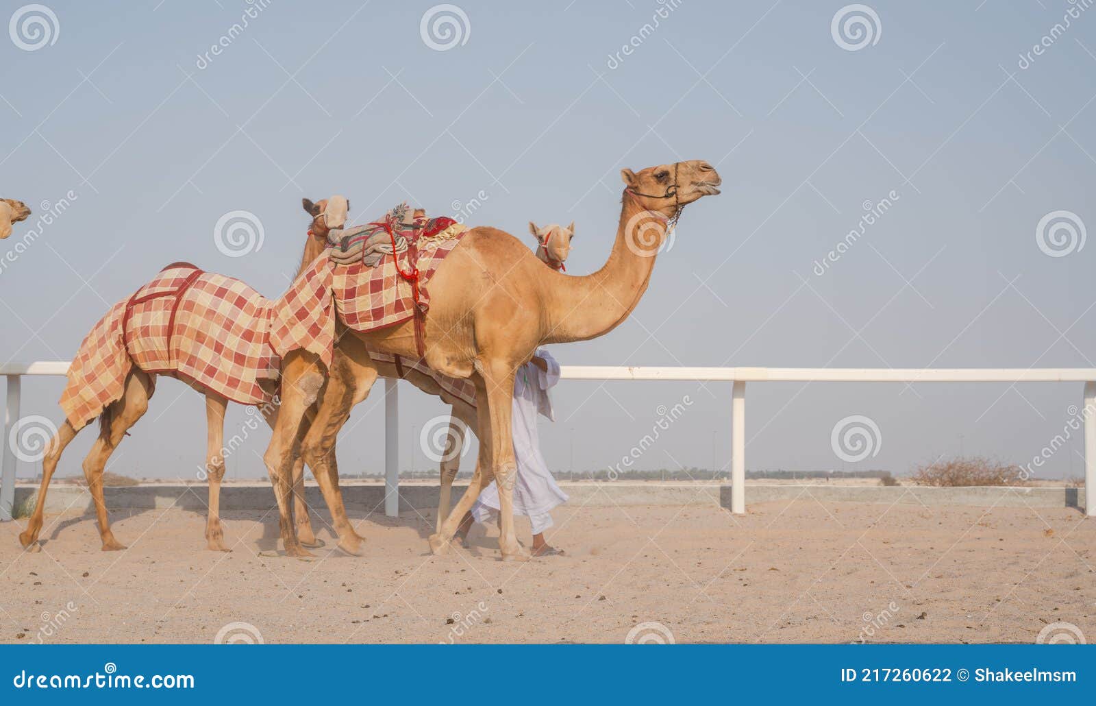 Jockeys Taking the Camels for Walk in the Race Tracks. Camel Race Stock ...