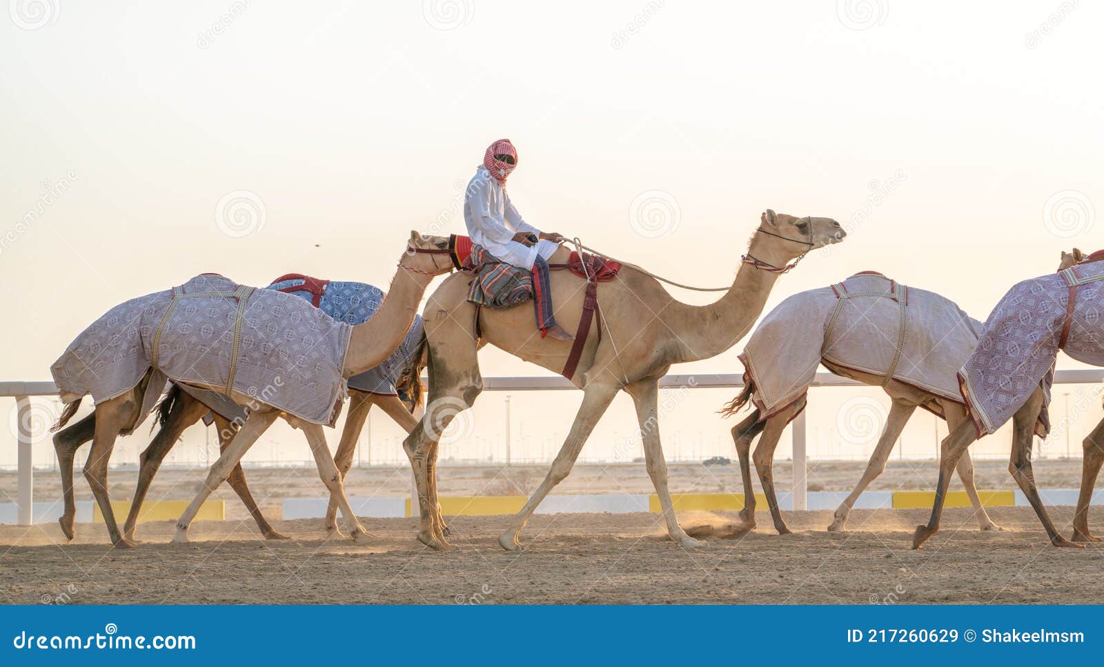 Jockeys Taking the Camels for Walk in the Race Tracks. Camel Race ...