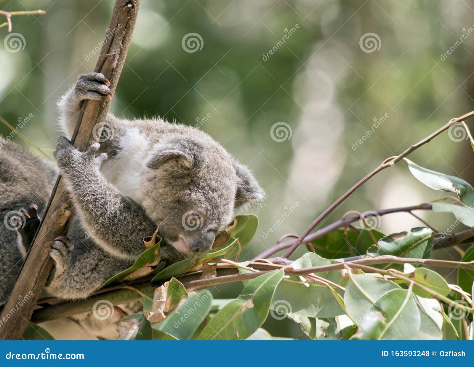 The Joey Koala is Climbing Down a Tree Stock Photo - Image of claws ...