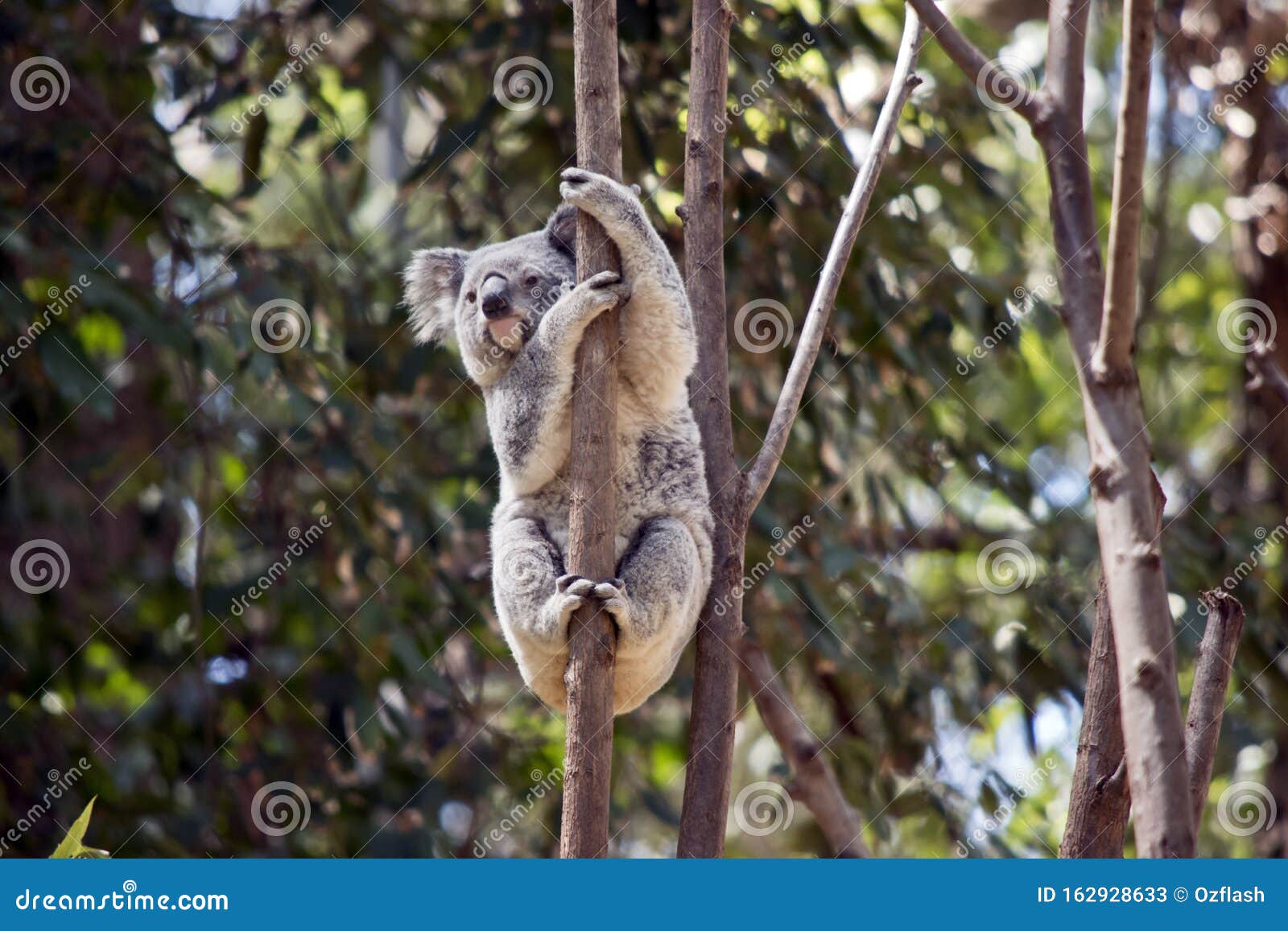 The Joey Koala is Climbing a Tree Stock Image - Image of nose, brown ...