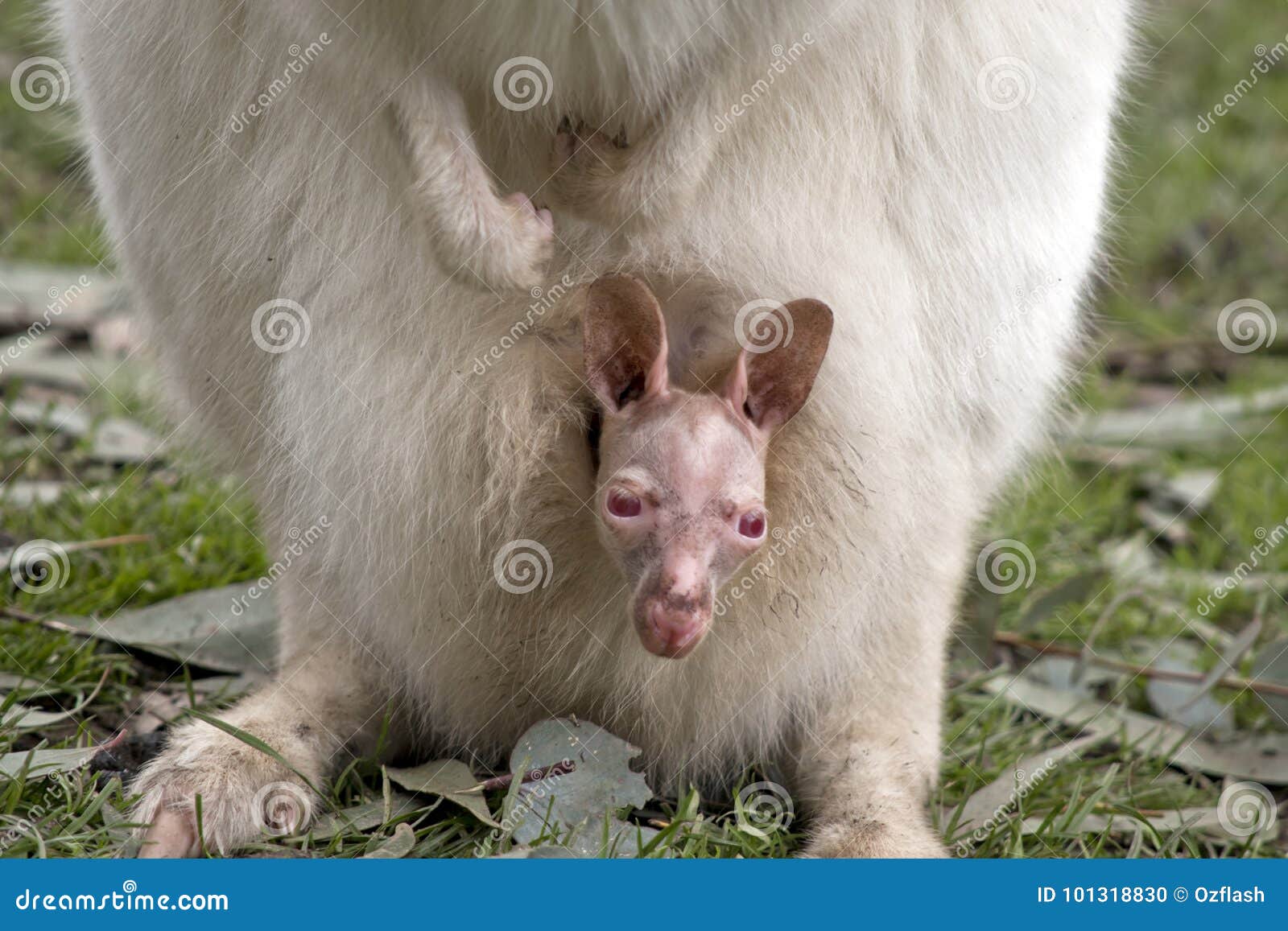 Joey stock photo. Image of infant, australia, ears, eyes - 101318830
