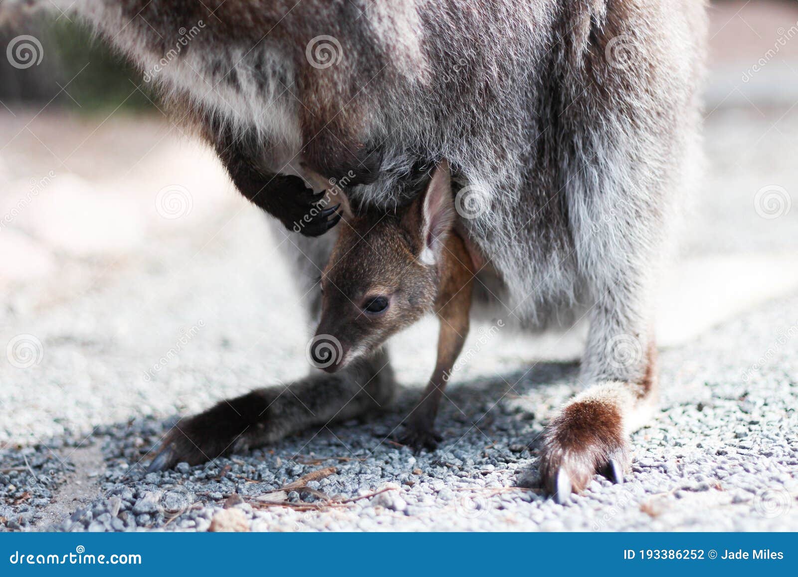 Joey in the Pouch of the Mother Wallaby Stock Photo - Image of small ...