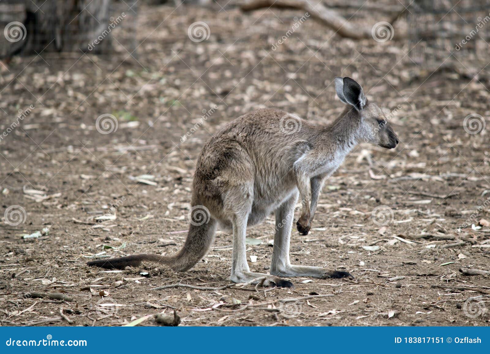 This is a Joey Western Grey Kangaroo Stock Image - Image of natural ...