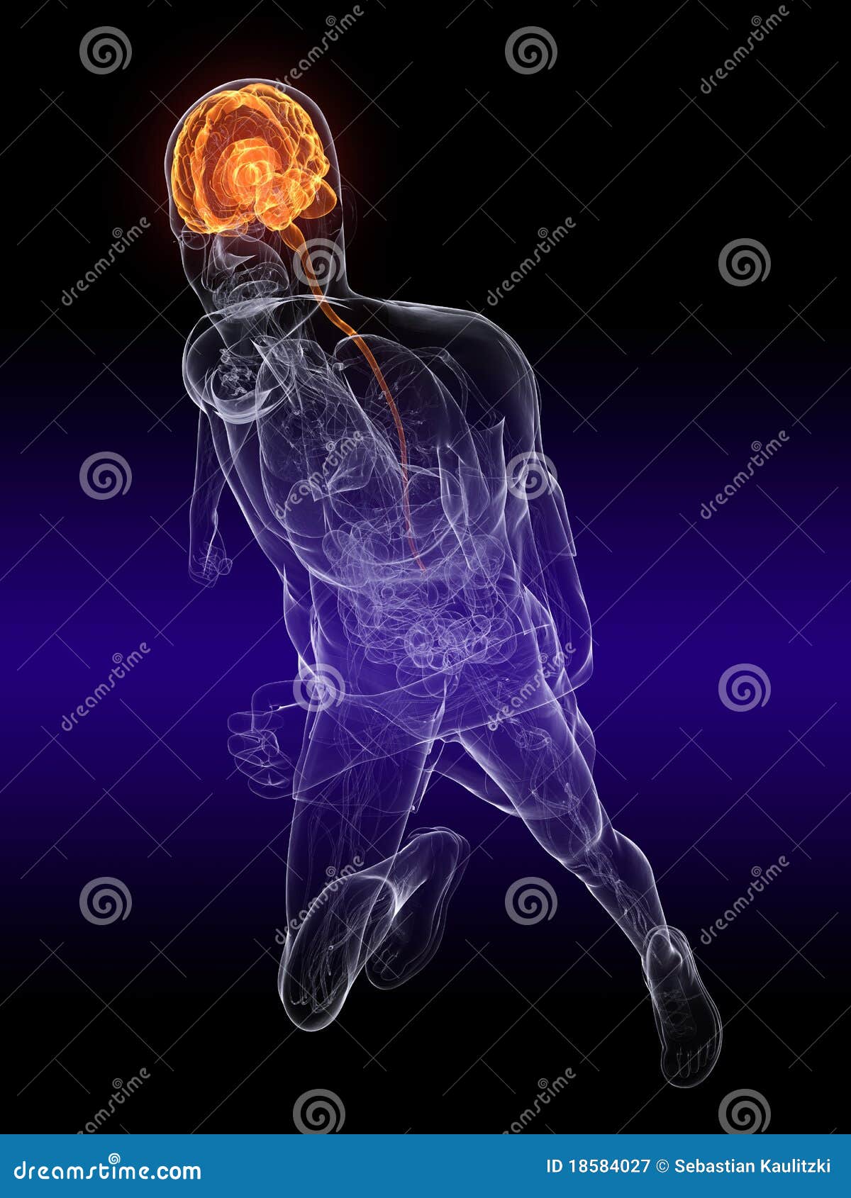 Jogger - Active Brain Royalty-Free Cartoon | CartoonDealer.com #18584027