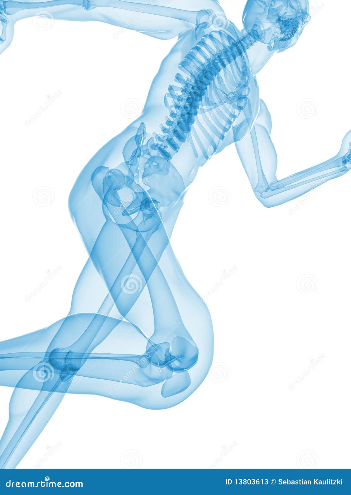Jogger - x-ray stock illustration. Illustration of skeleton - 13803613