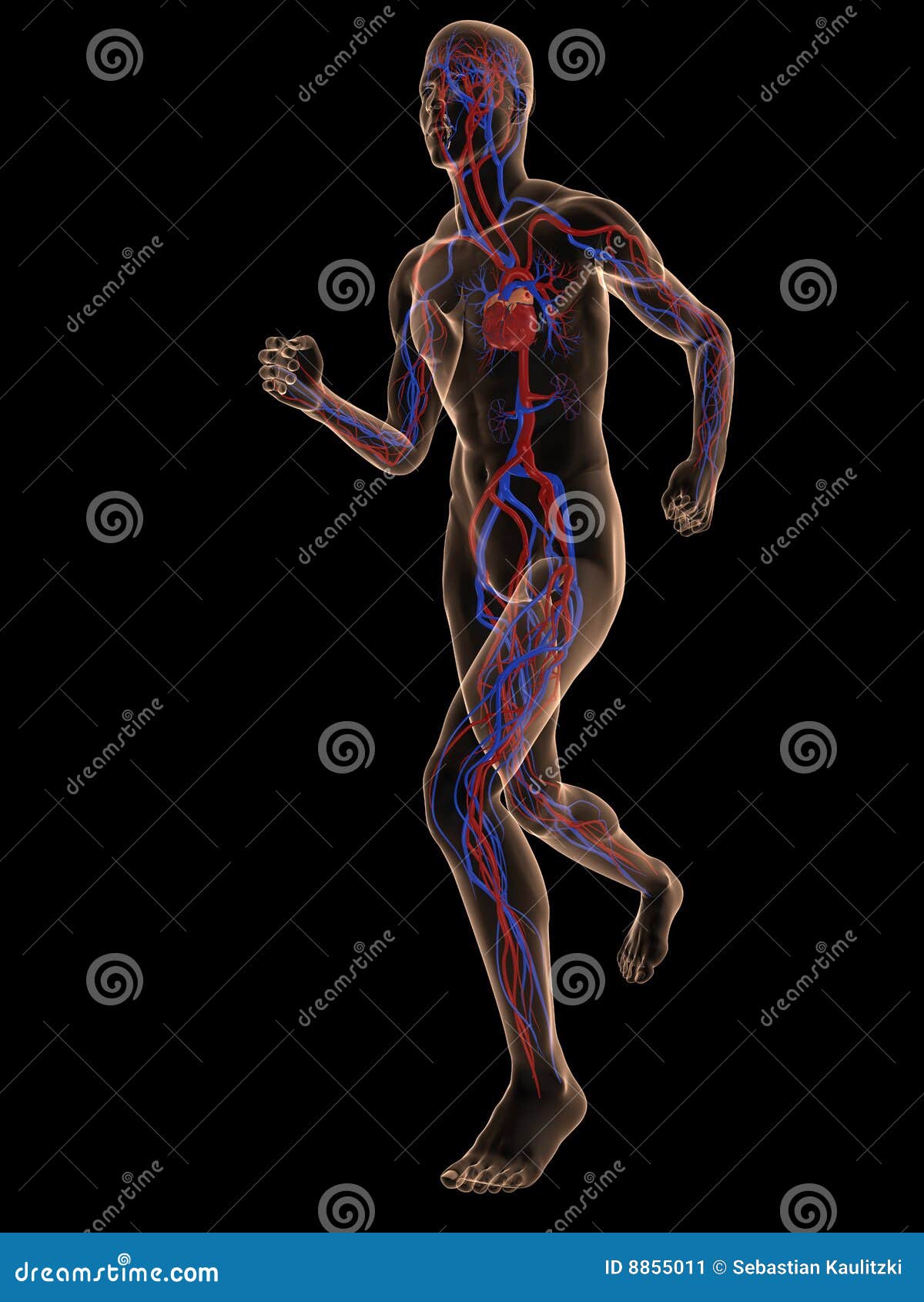 Jogger - vascular system stock illustration. Illustration of healthcare ...