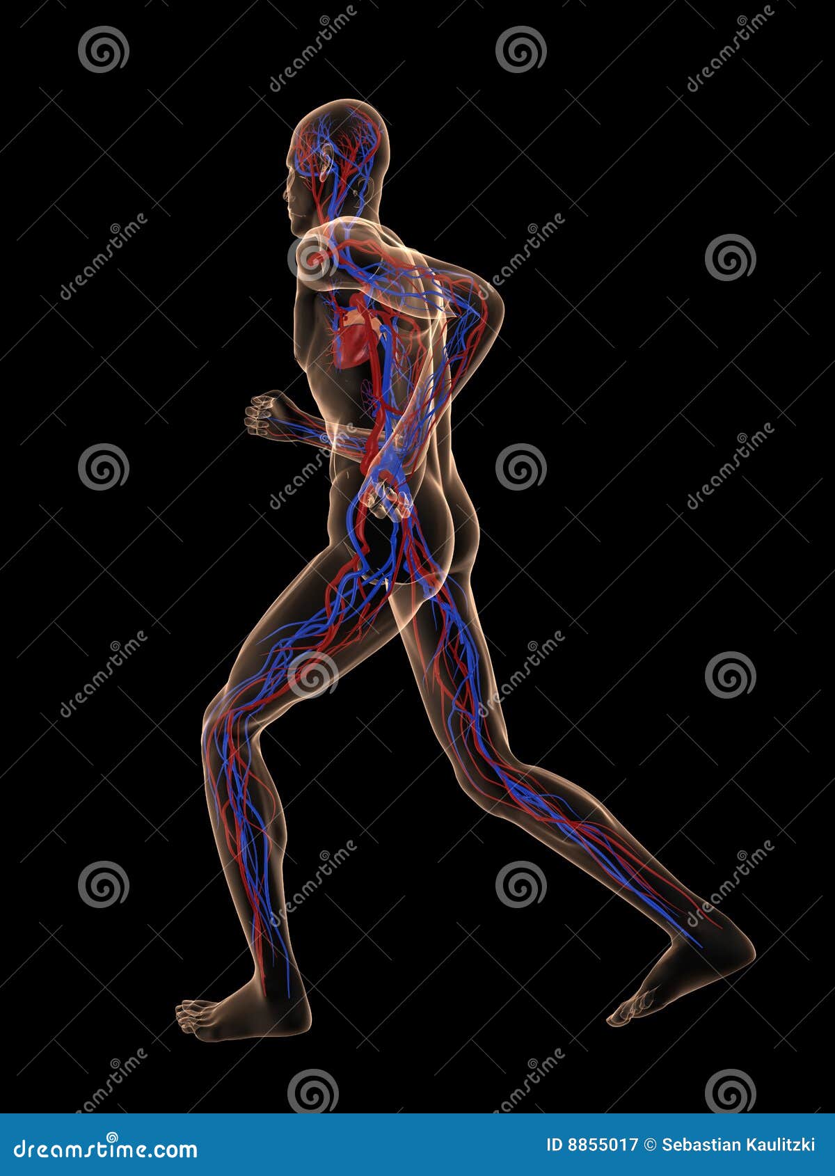 Jogger - vascular system stock illustration. Illustration of medical ...