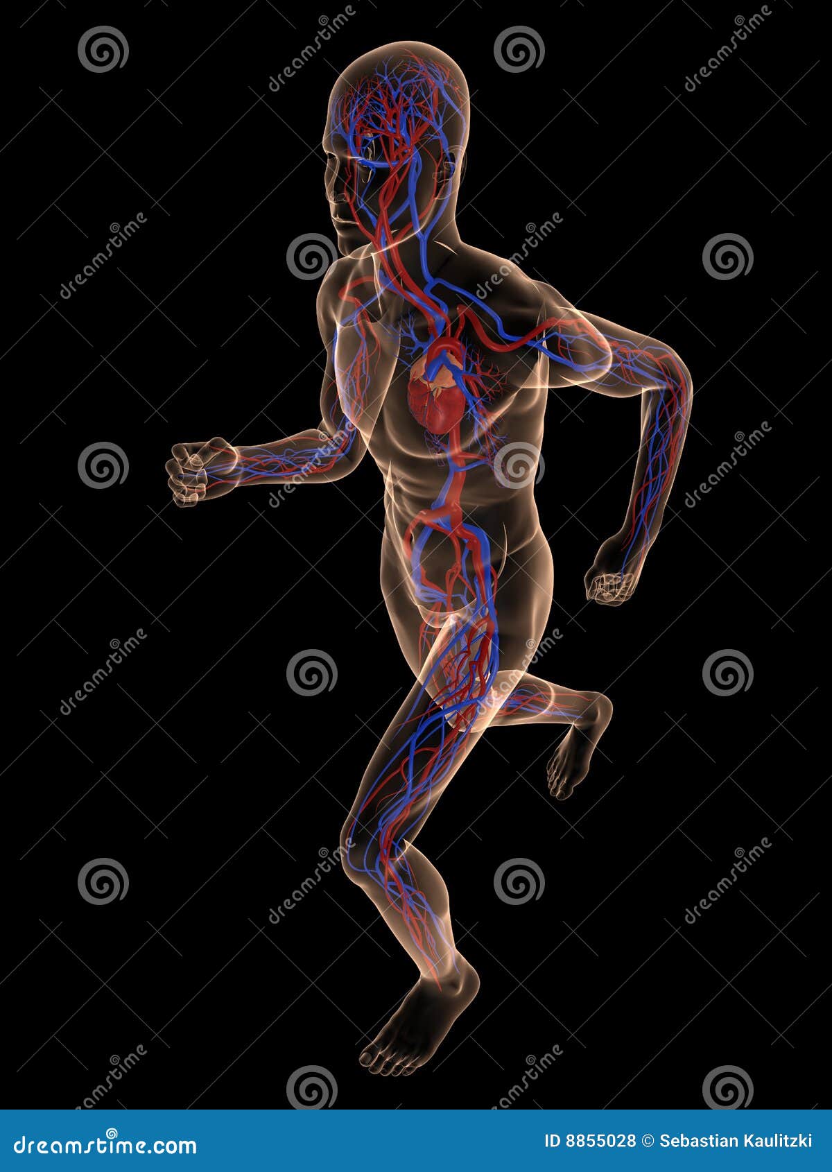 Jogger - vascular system stock illustration. Illustration of fitness ...