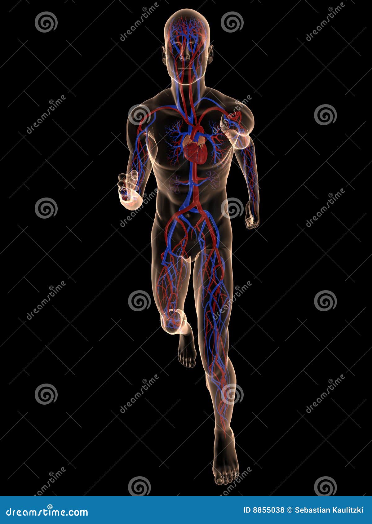 Jogger - vascular system stock illustration. Illustration of disease ...