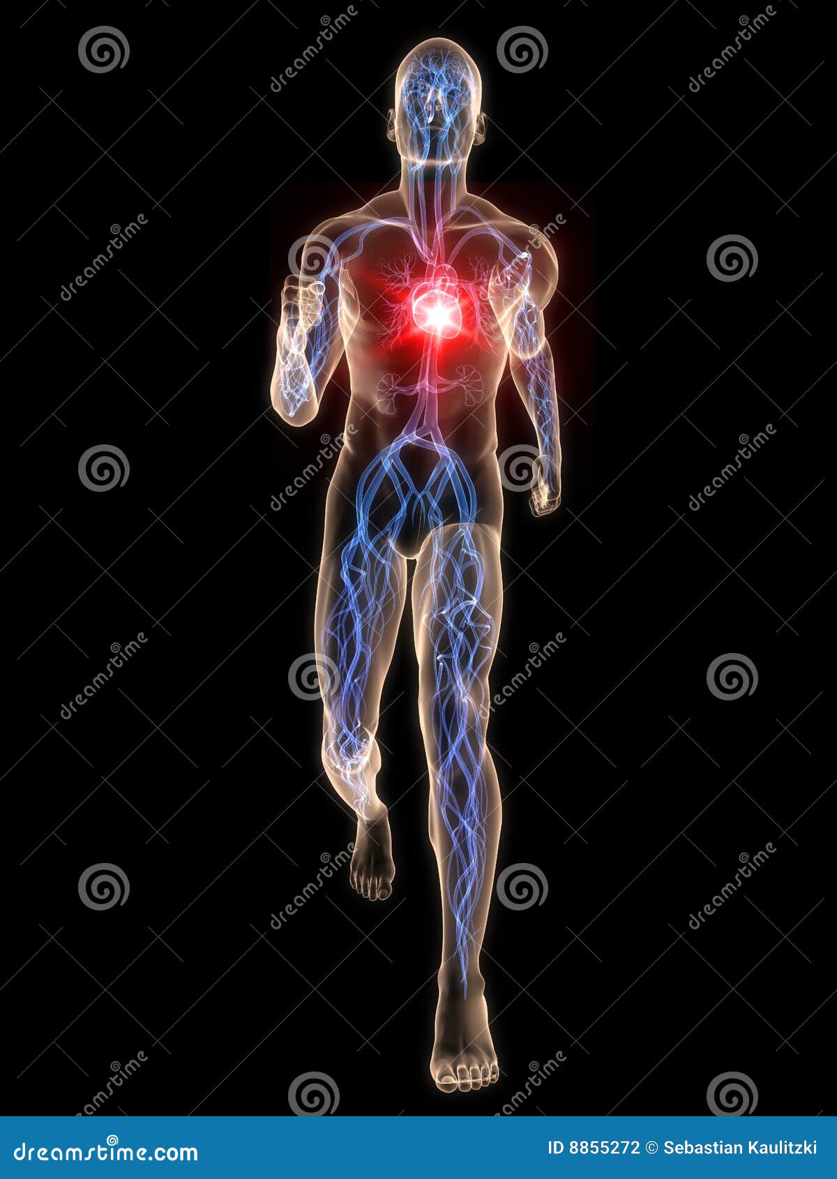 Jogger - vascular system stock illustration. Illustration of jogging ...