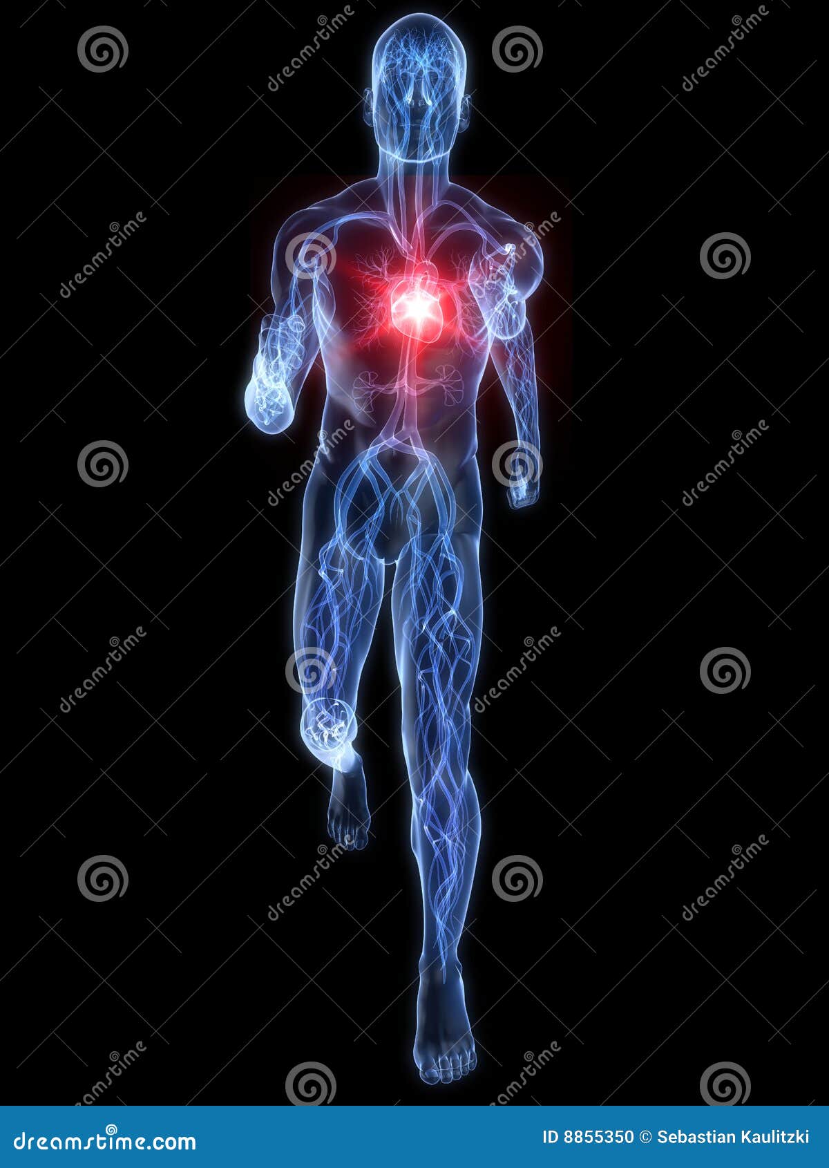 Jogger - vascular system stock illustration. Illustration of biology ...