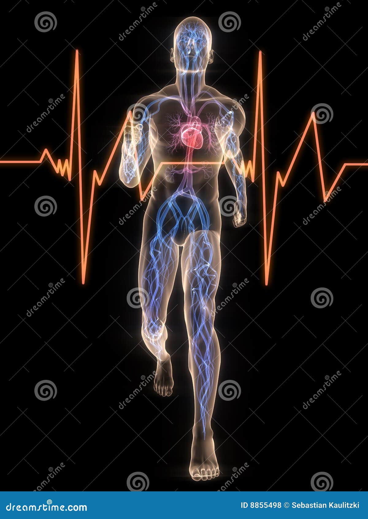Jogger - vascular system stock illustration. Illustration of male - 8855498