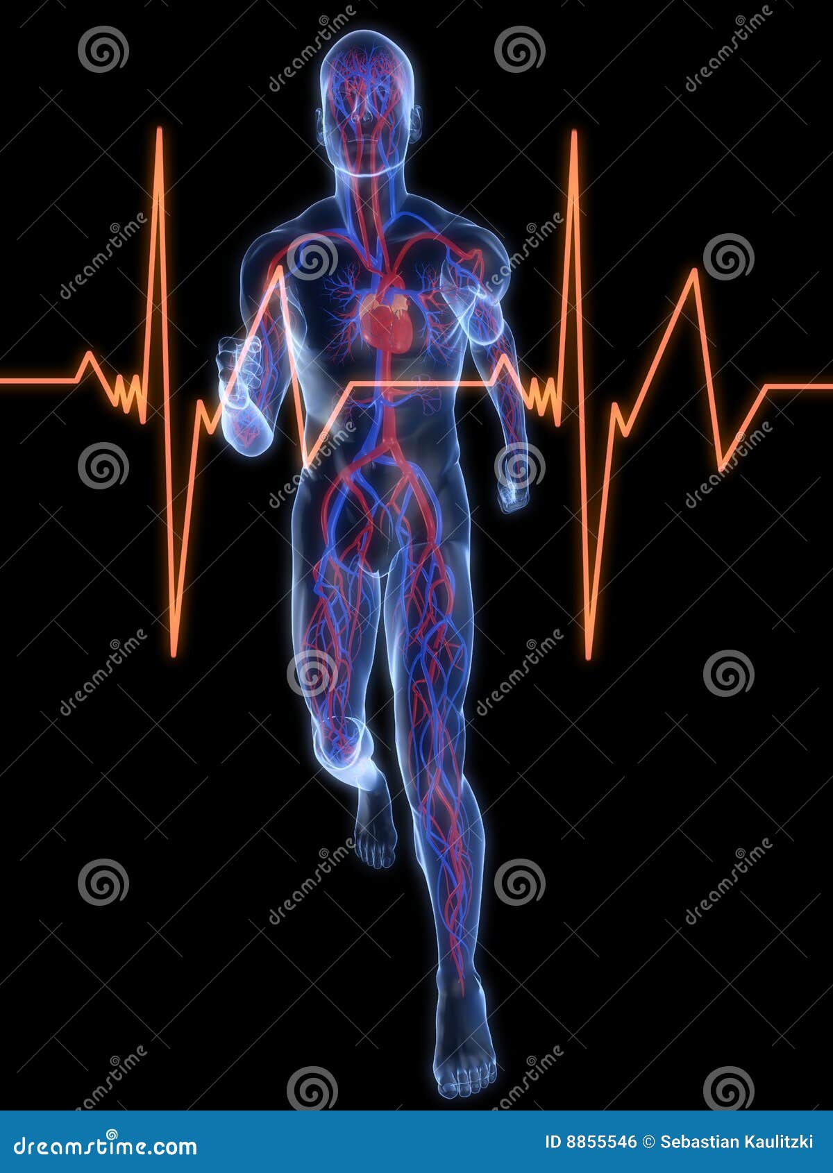 Jogger - vascular system stock illustration. Illustration of cardiogram ...