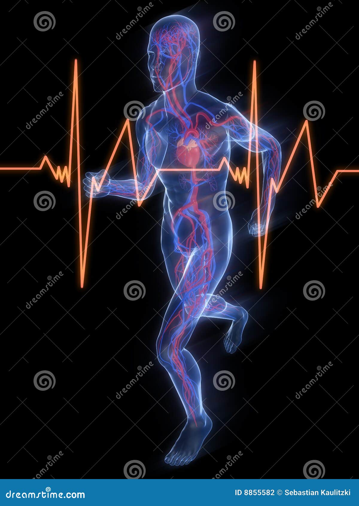 Jogger - vascular system stock illustration. Illustration of pulse ...