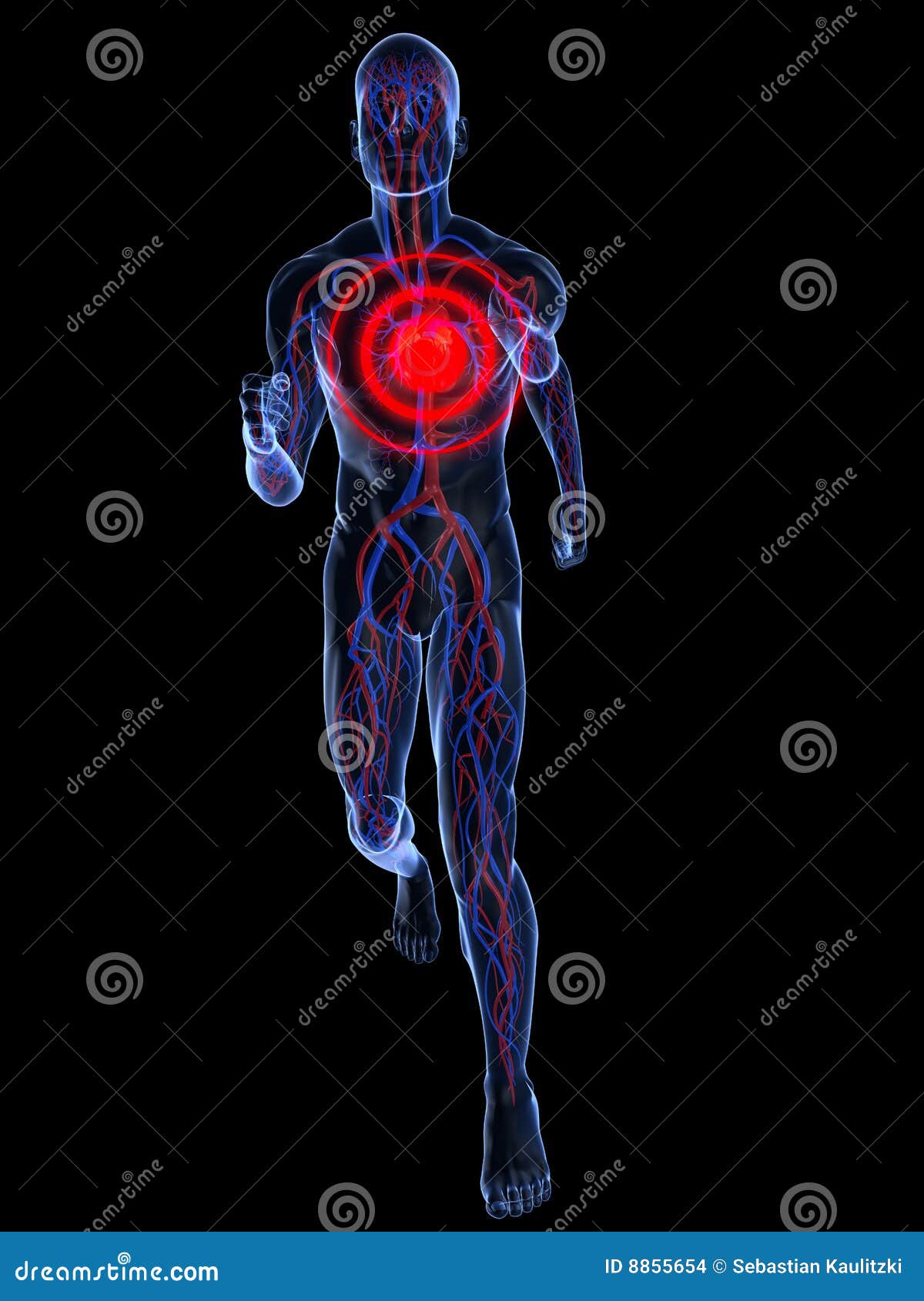 Jogger - vascular system stock illustration. Illustration of science ...