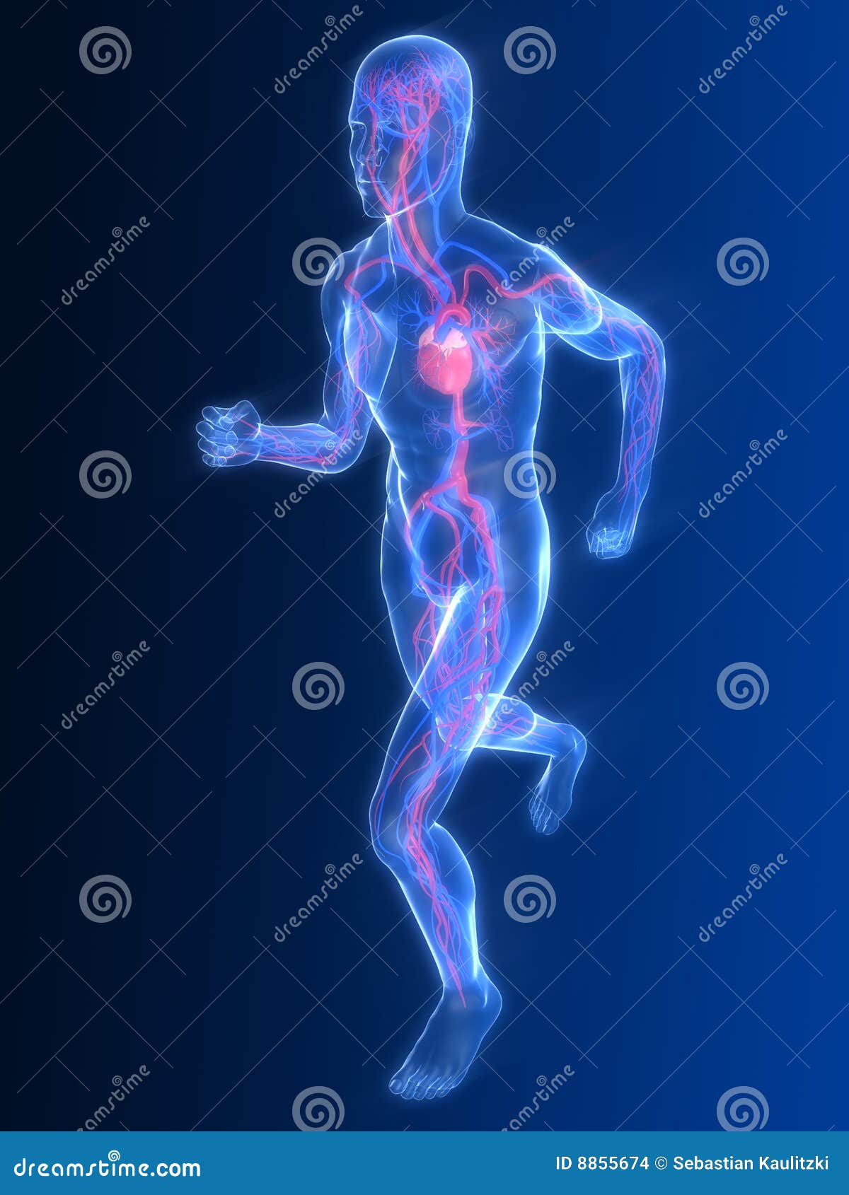 Jogger - vascular system stock illustration. Illustration of jogger ...