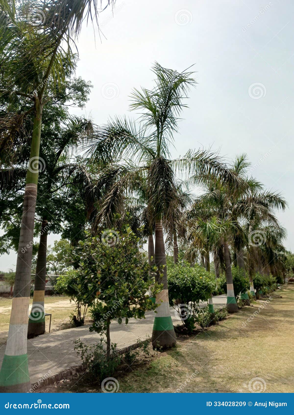 A Jogging Pathway with Trees and Plants on Both Sides in Spring Season ...