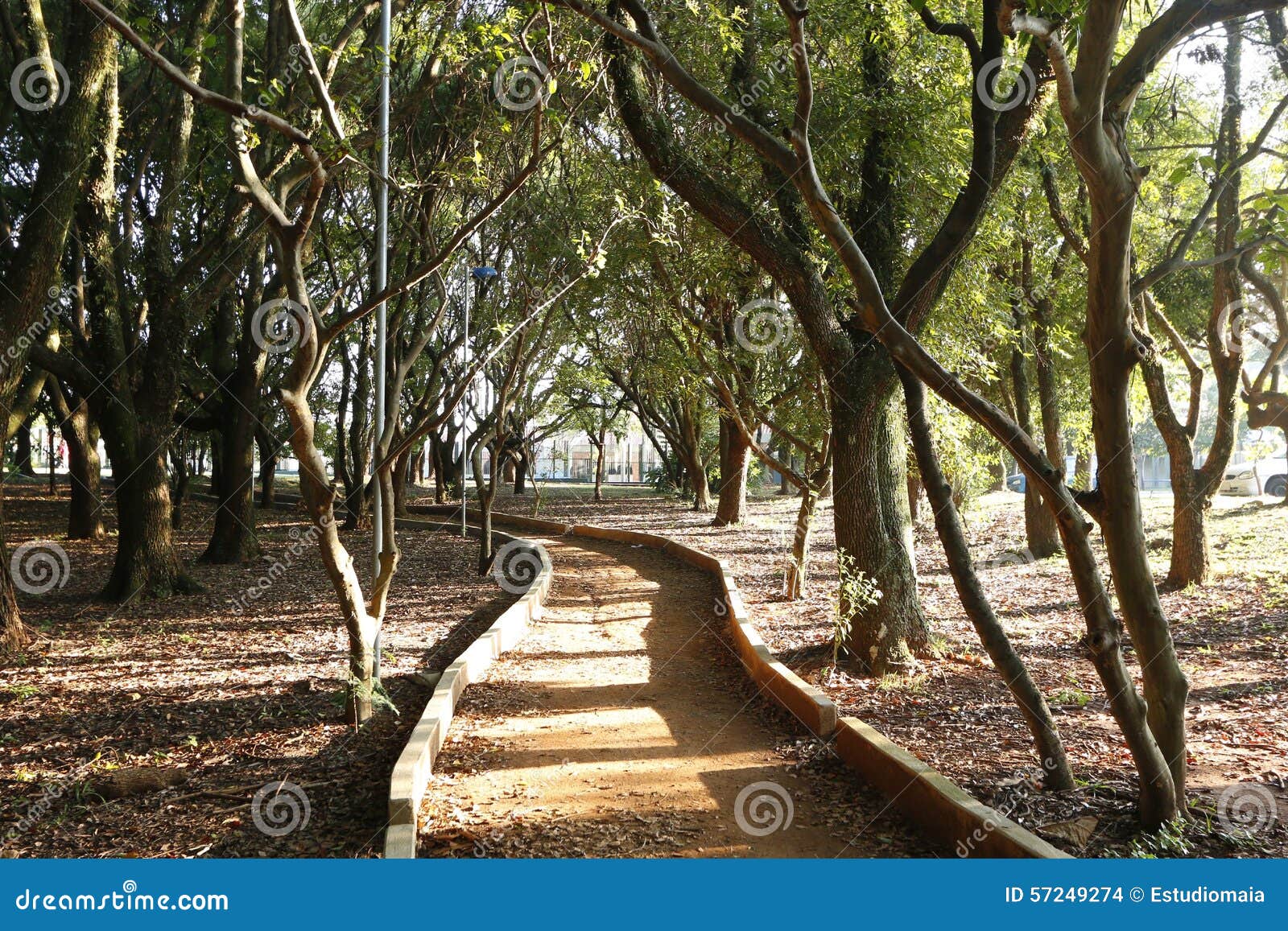 Jogging Track between Trees Stock Photo - Image of park, golden: 57249274