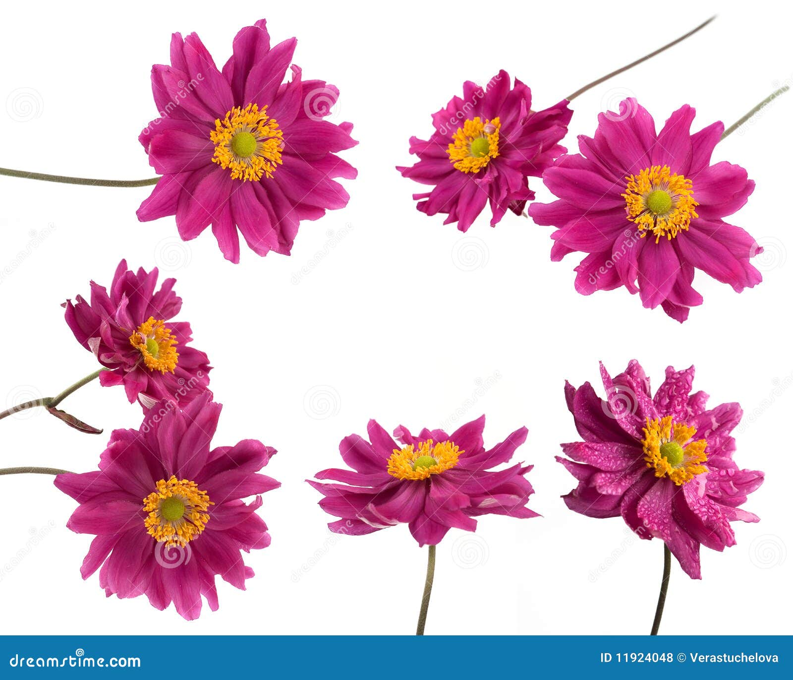 Jogo Cor-de-rosa Da Flor Da Margarida Foto de Stock - Imagem de ...