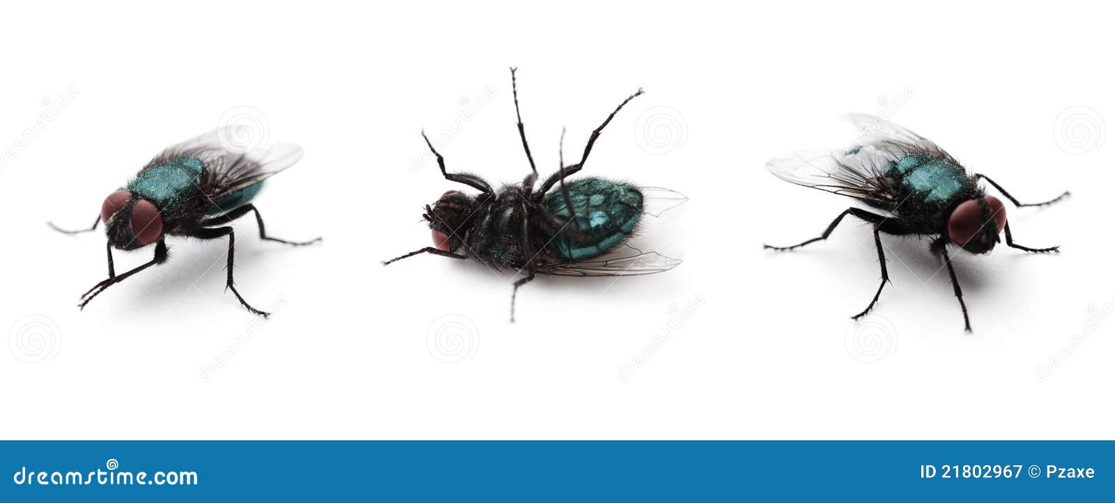 Jogo da mosca imagem de stock. Imagem de erro, pata, pés - 21802967