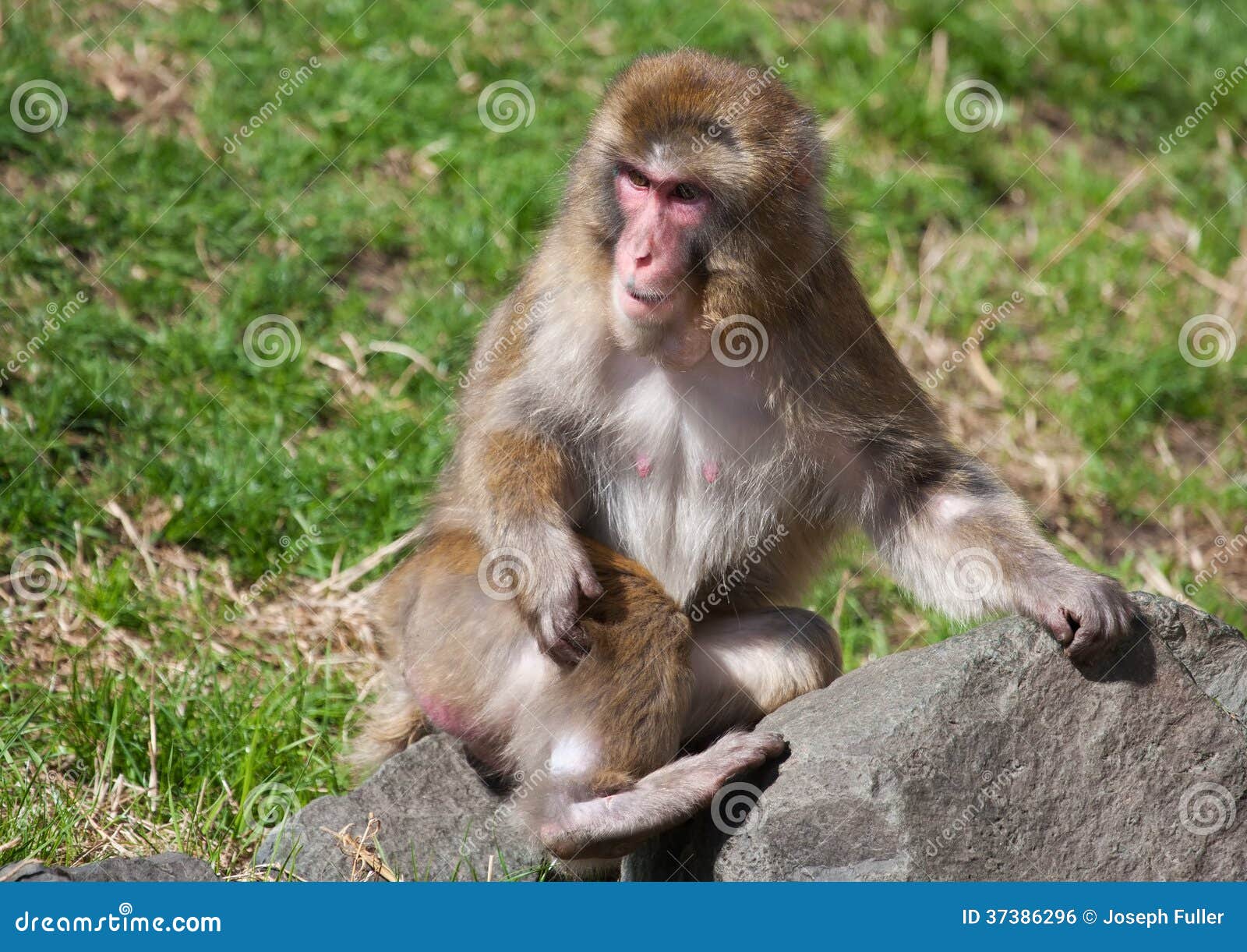 Jogo do macaco de Macaque foto de stock. Imagem de pelaria - 37386296