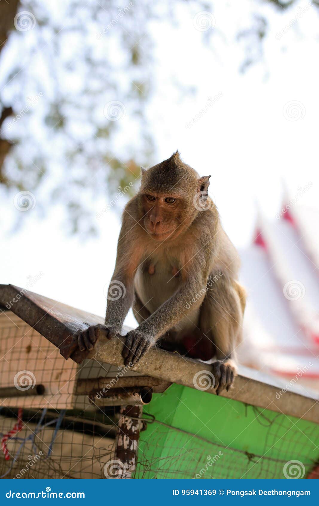 Jogo Dos Macacos E Vista Ao Redor Imagem de Stock - Imagem de leste, bebê: 95941369