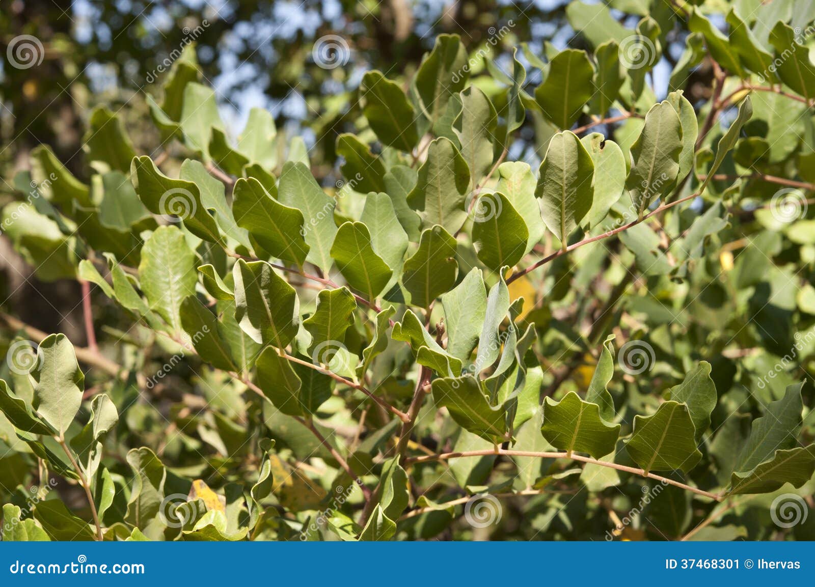 Johannesbroodboom stock afbeelding. Image of flora, biologie - 37468301
