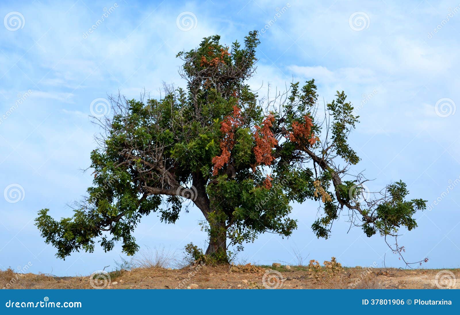 Johannesbroodboom stock foto. Image of boom, zomer, landschap - 37801906