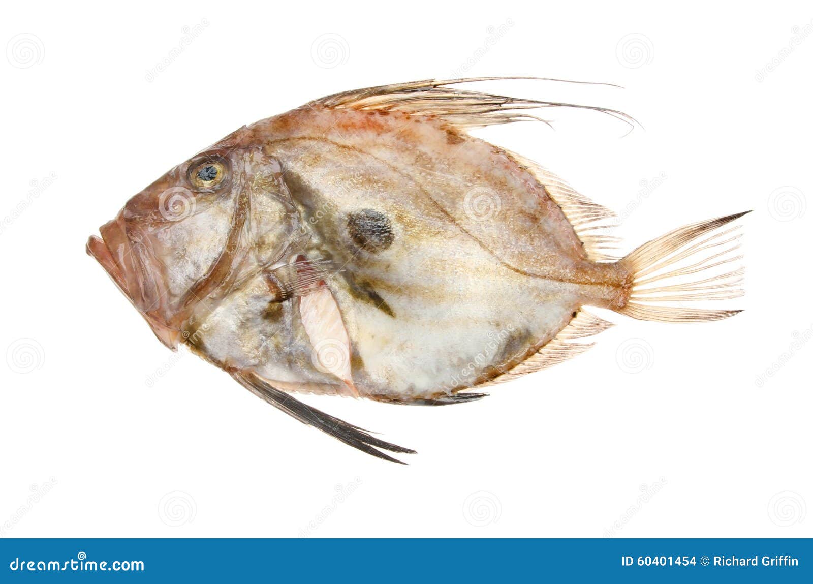John Dory Fish foto de archivo. Imagen de aislado, pescados - 60401454