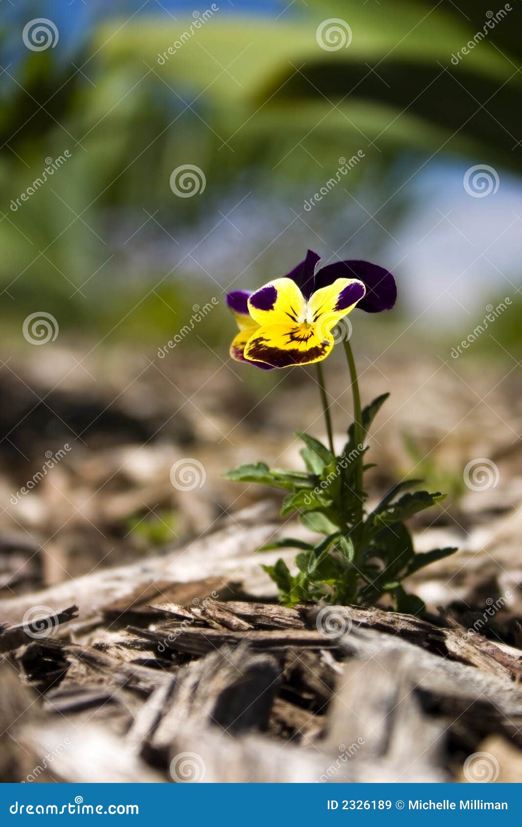 Johnny-Jump-Up Wildflowers Viola Pedunculata Blooming In Spring ...