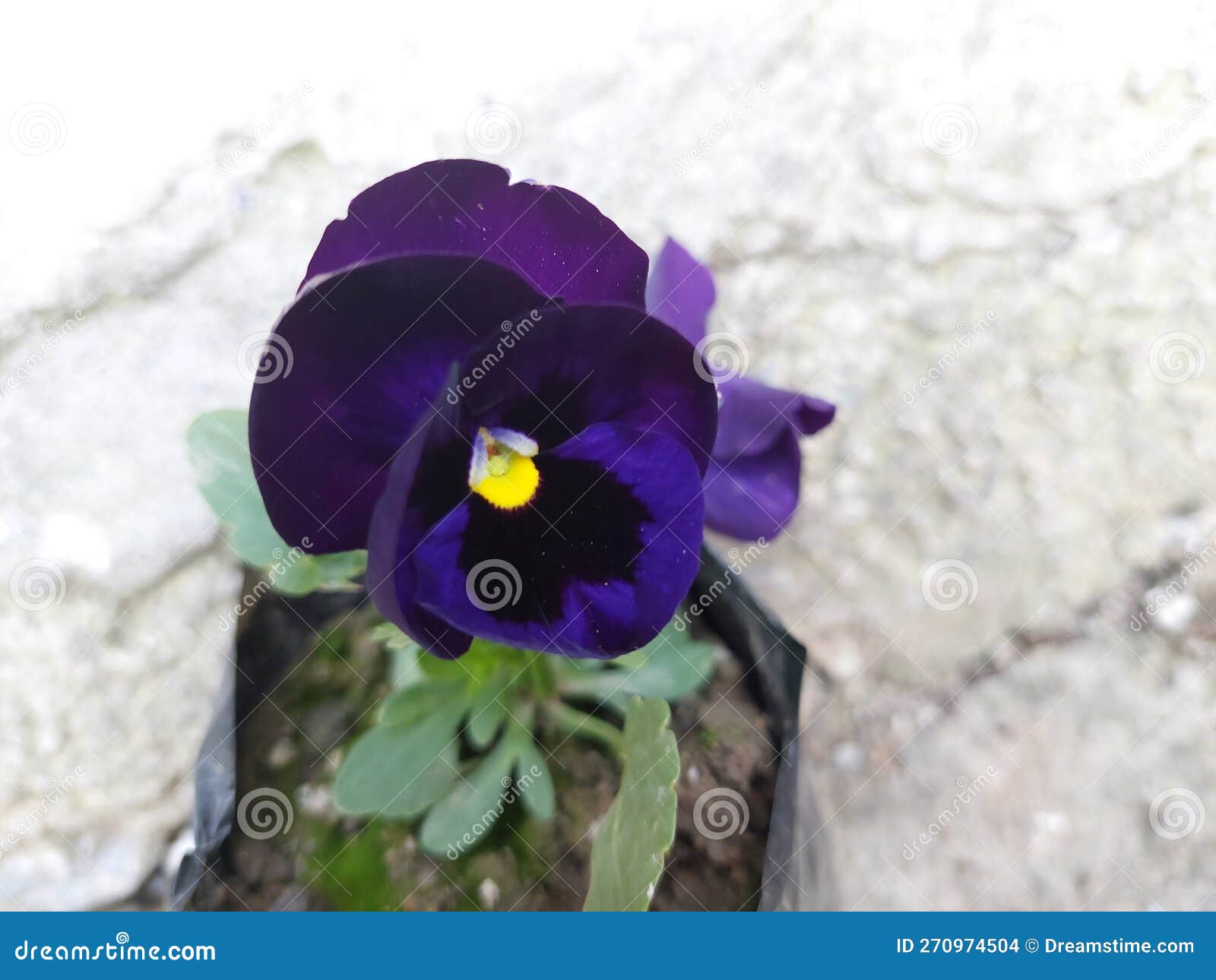 The Johnny Jump Up Resembles a Small Pansy. Stock Photo - Image of ...