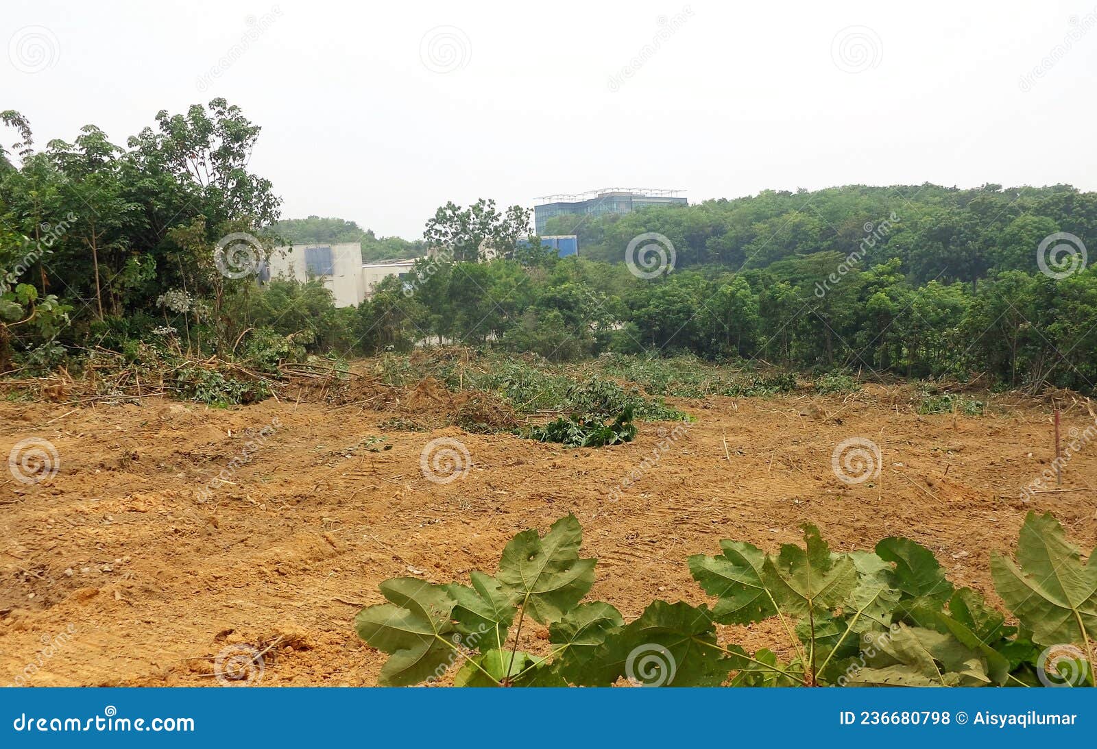 Site Clearing Works and Formation of Building Platforms for ...