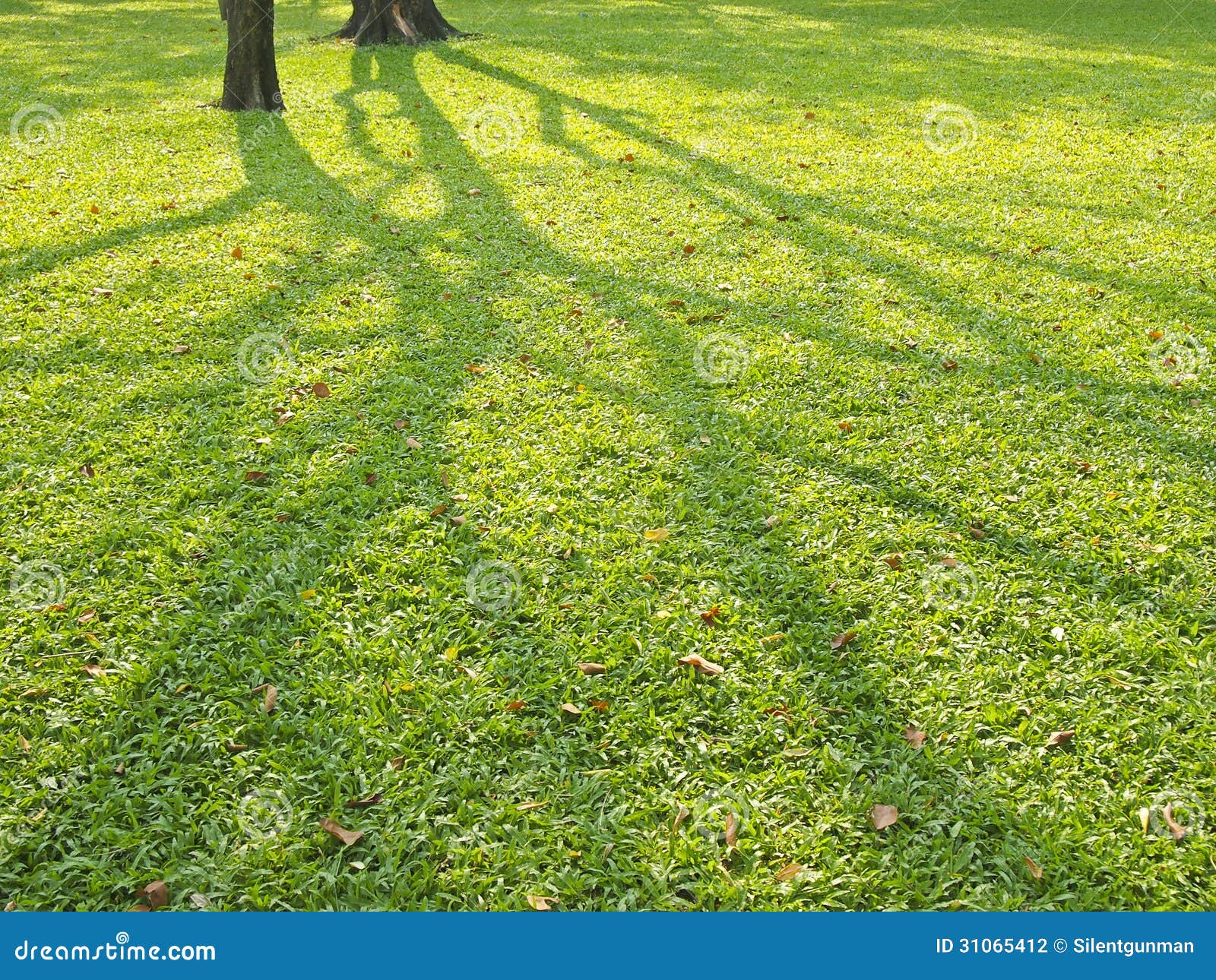 Join shadow of tree stock photo. Image of bright, travel - 31065412