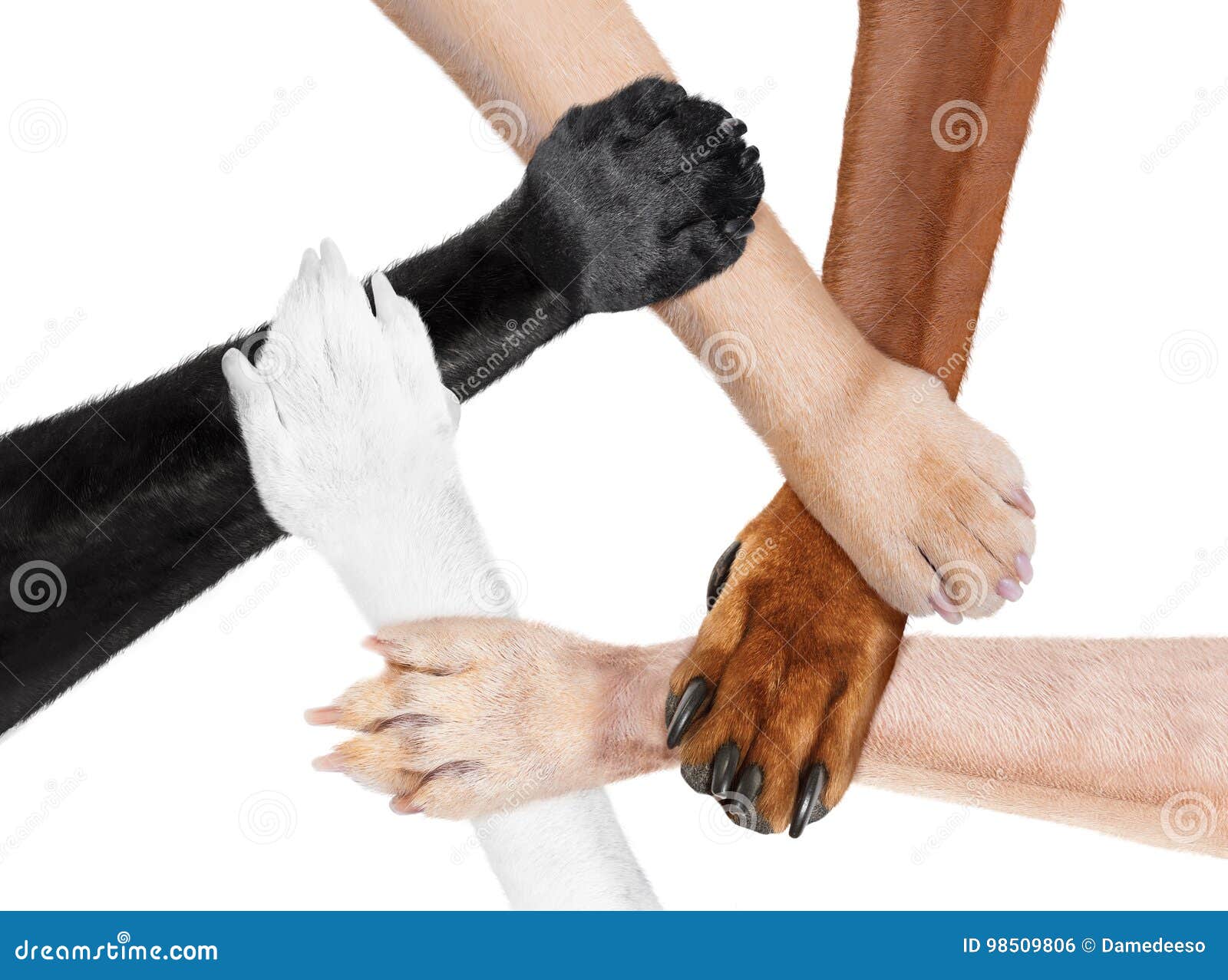 1,893 Paws Team Stock Photos - Free & Royalty-Free Stock Photos from ...