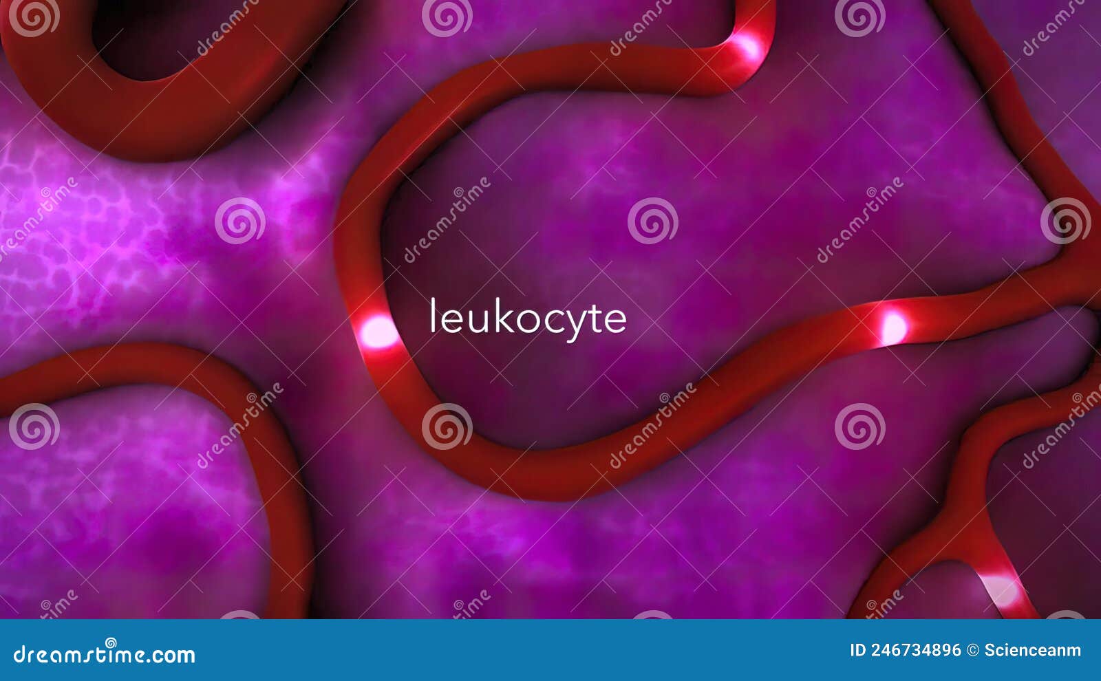 Joint Capsule Isolating and Covering the Entire Joint Stock ...