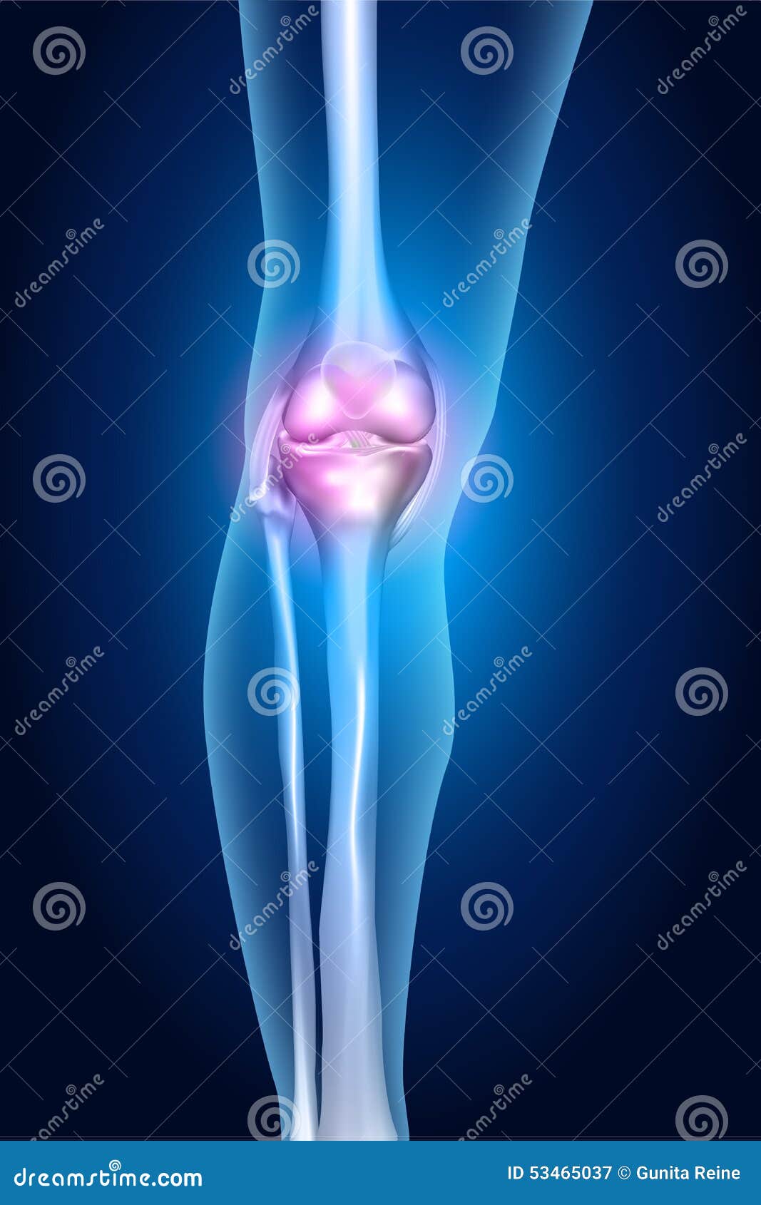 Joint humain sain de jambe illustration de vecteur. Illustration du ...