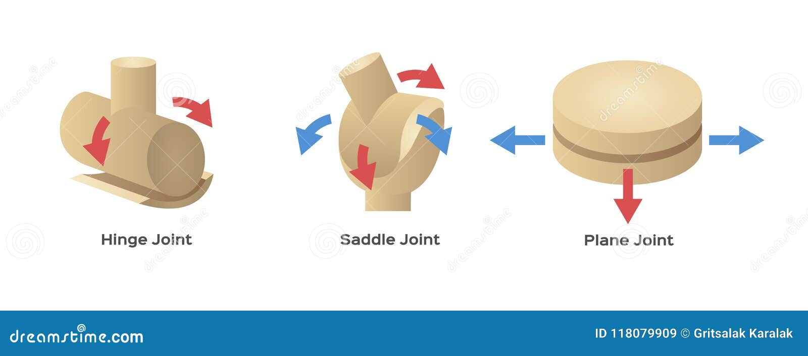 Joint Human Bone Anatomy Vector Infographic | CartoonDealer.com #118079913