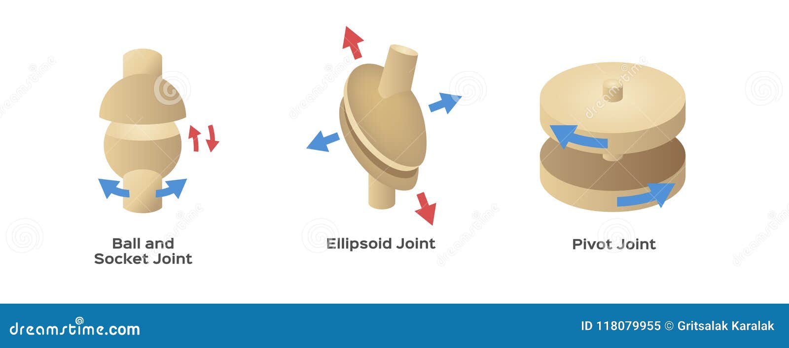 Joint Human Bone Anatomy Vector Infographic | CartoonDealer.com #118079913