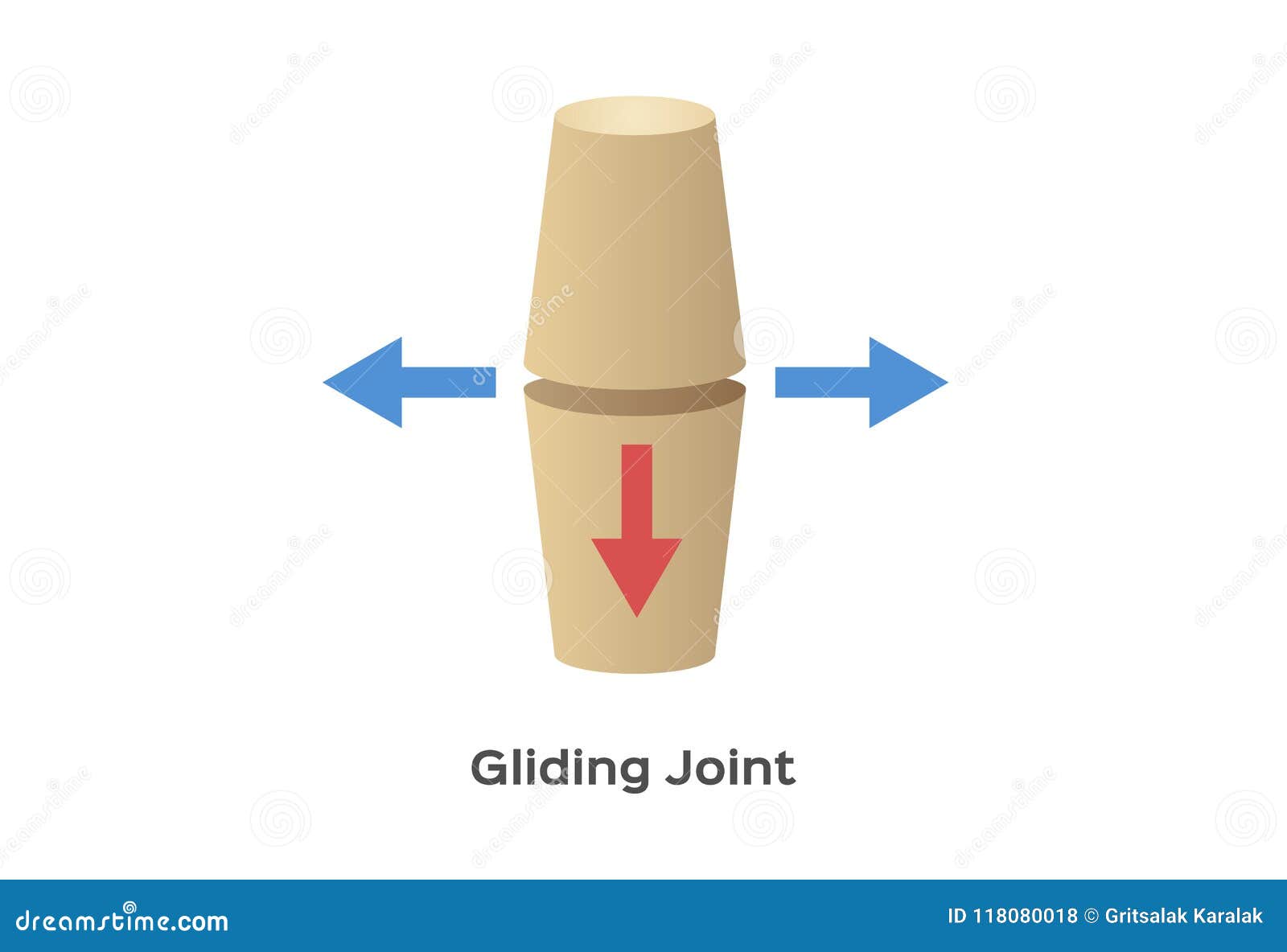 Joint Human Bone Anatomy Vector Infographic | CartoonDealer.com #118079913