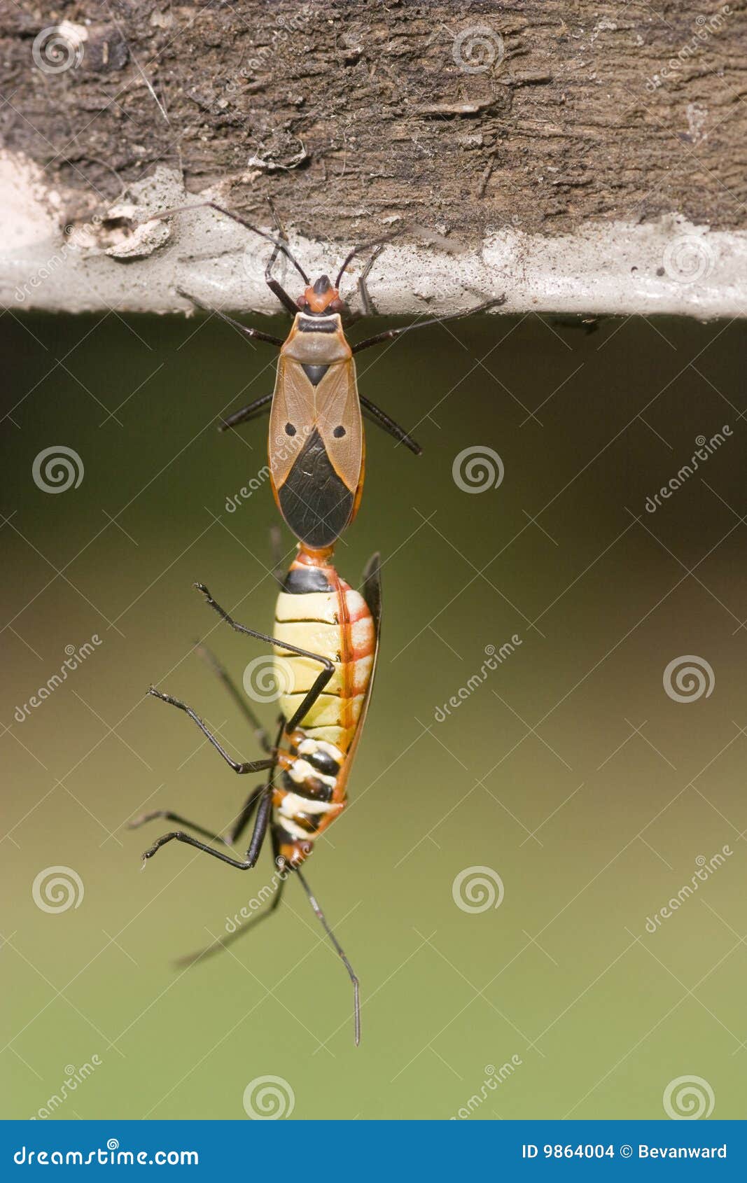 Joint insects stock photo. Image of environment, green - 9864004
