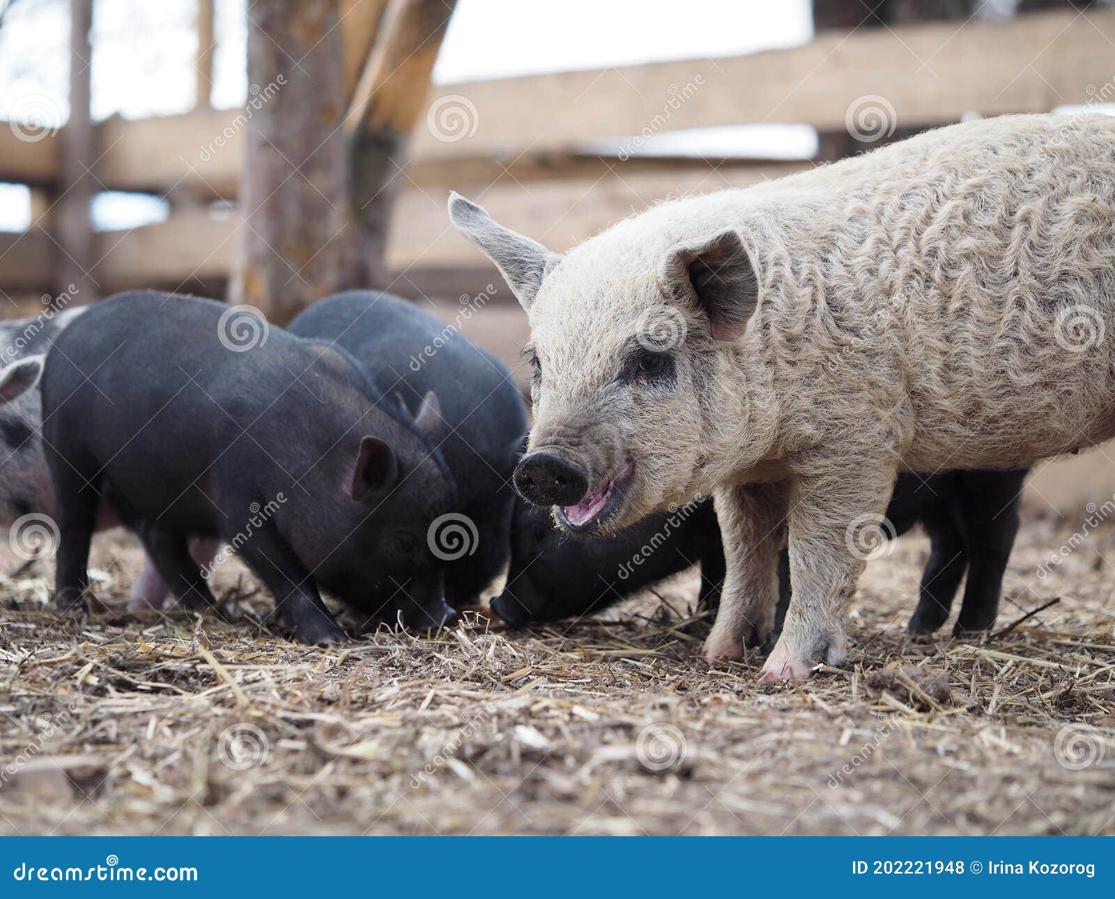 Joint Keeping of Pigs of Different Breeds Stock Photo - Image of animal ...